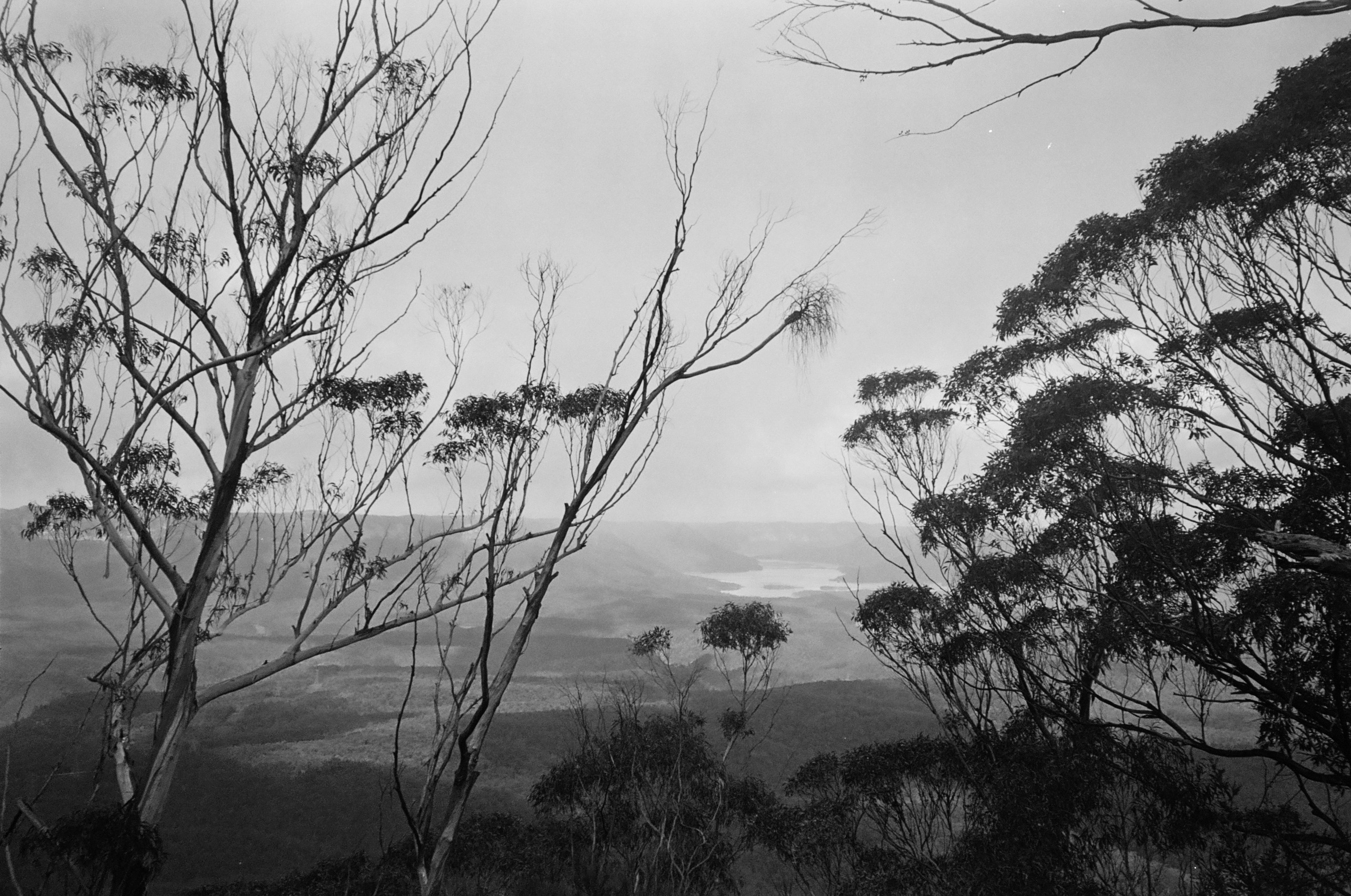 Bare Branches Framing a Misty Coastline from a Cliff's Edge