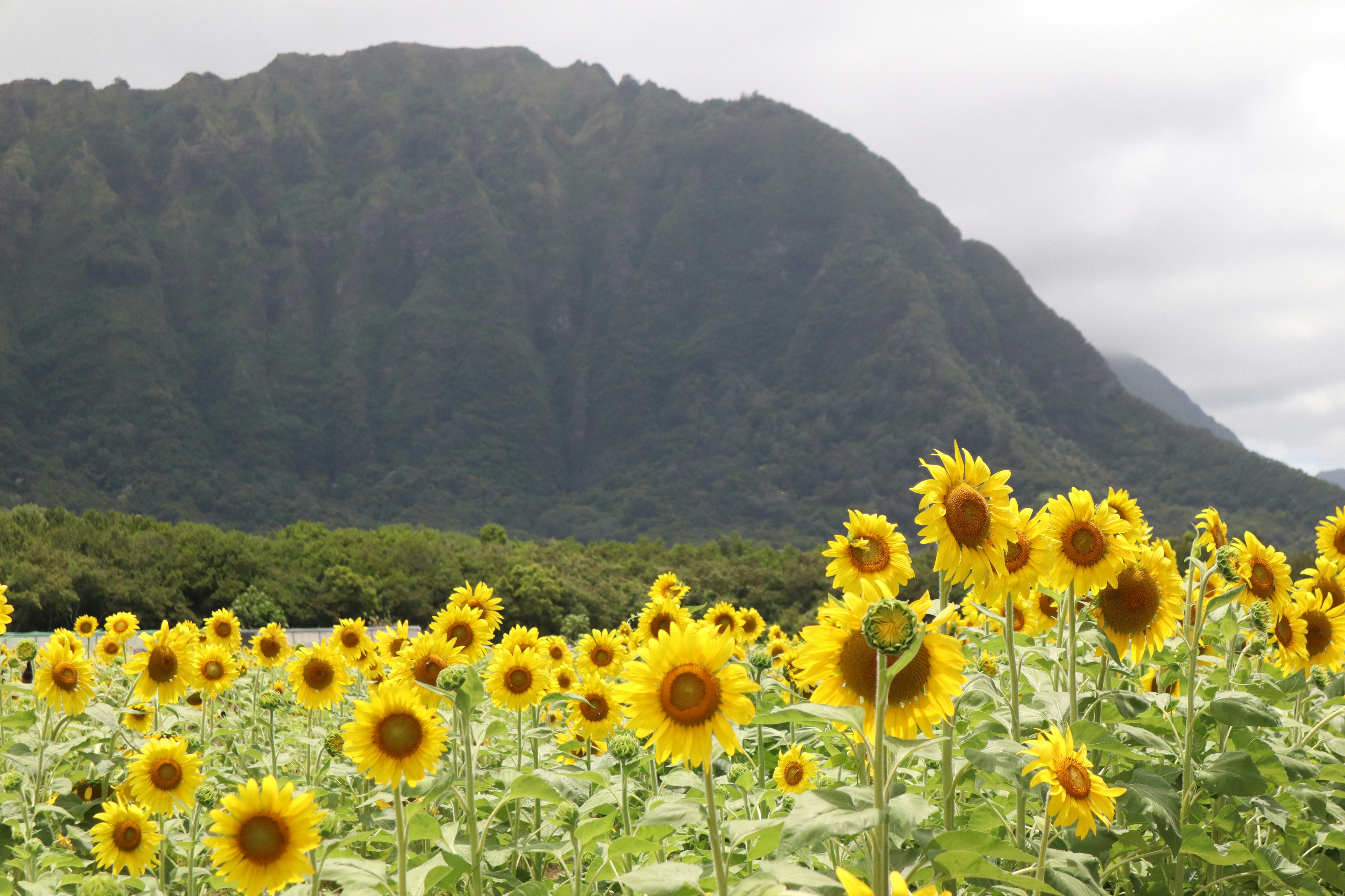 waimanalo country farms &lt;3