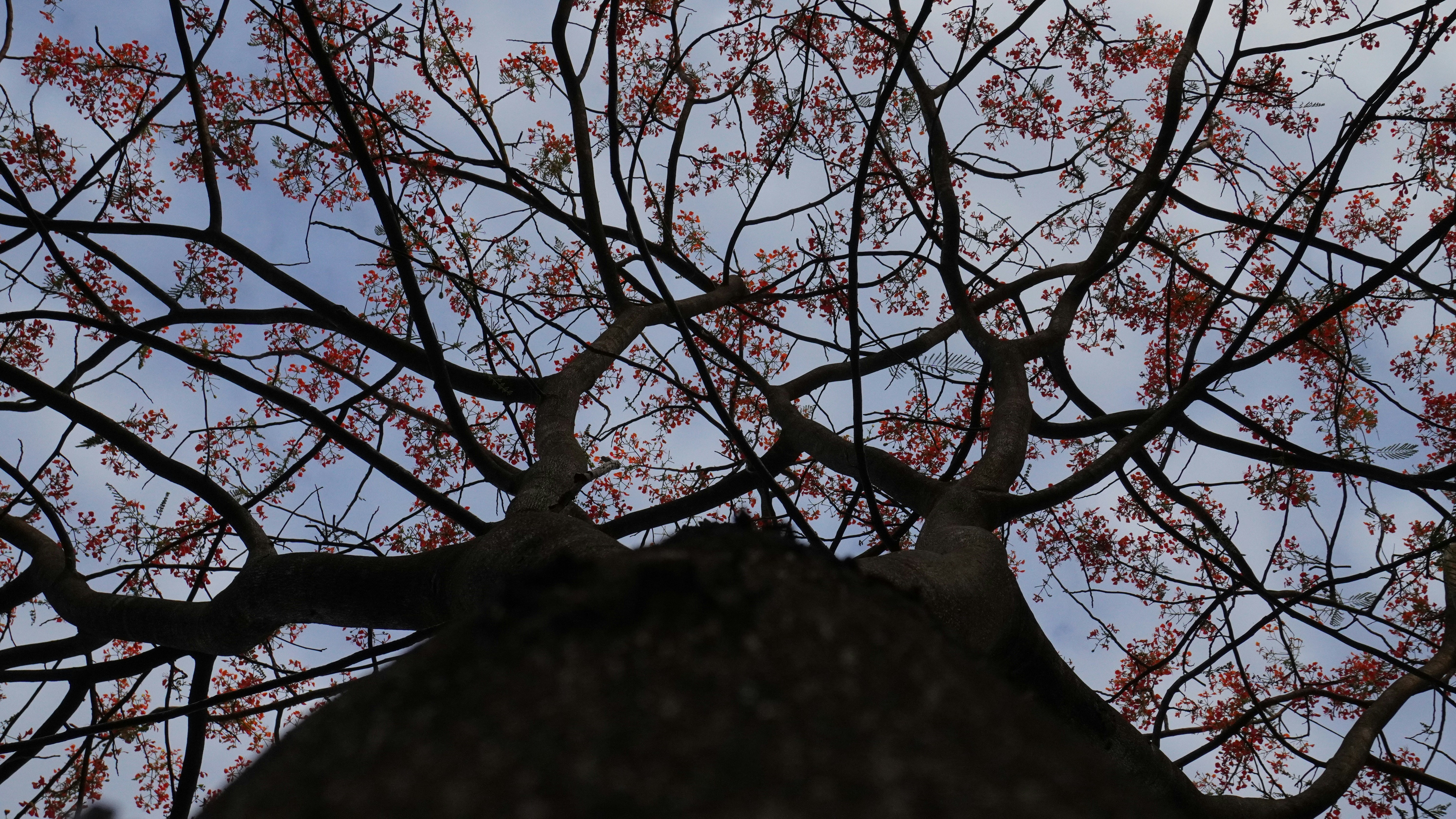 View from the base of a Gulmohar tree, branches extending against a cloudy sky.