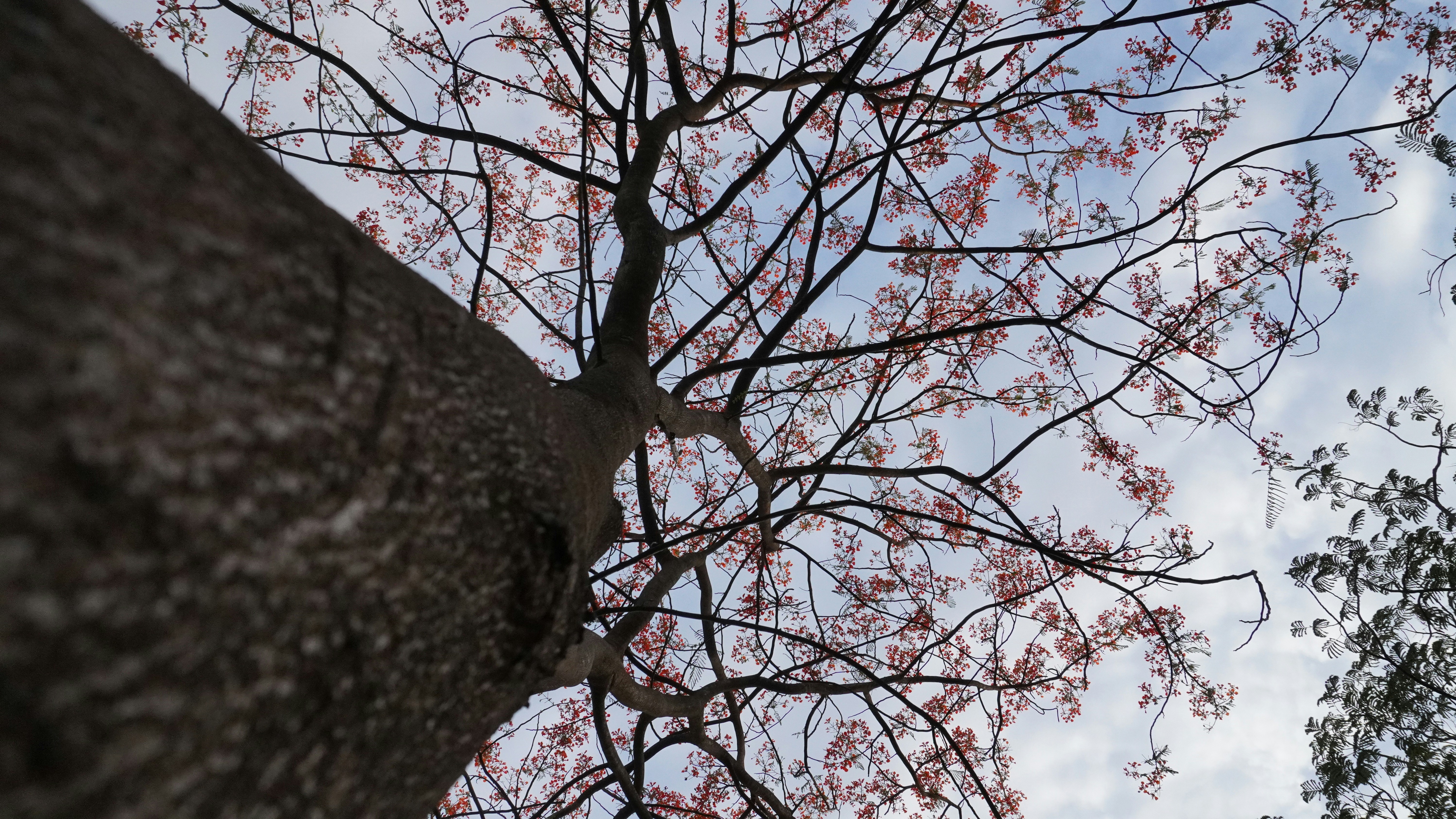 Skyward Sakura: Gnarled limbs frame a blush-pink cherry blossom canopy