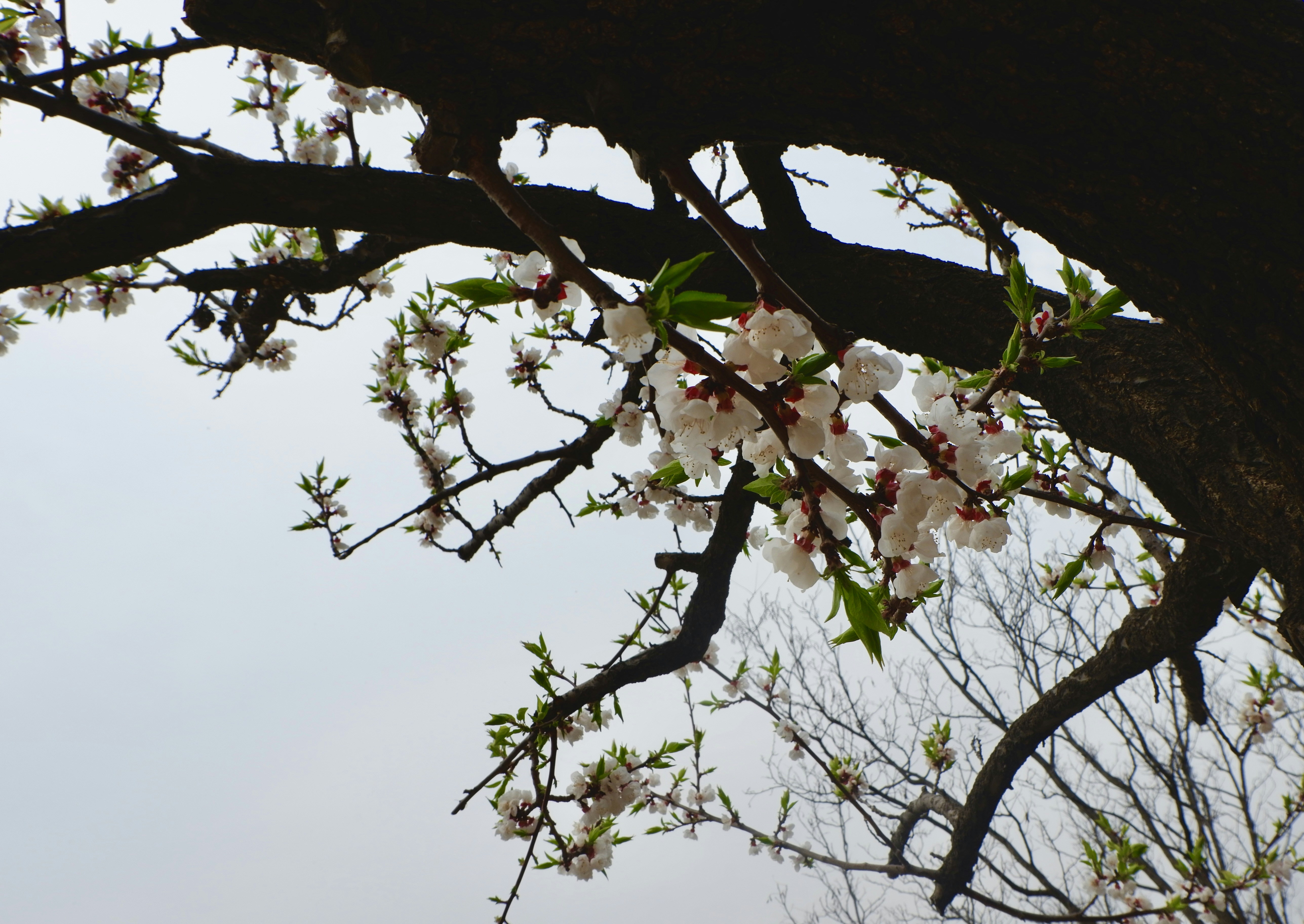 Whispers of Spring: Delicate Blossoms Framing a Gnarled Branch
