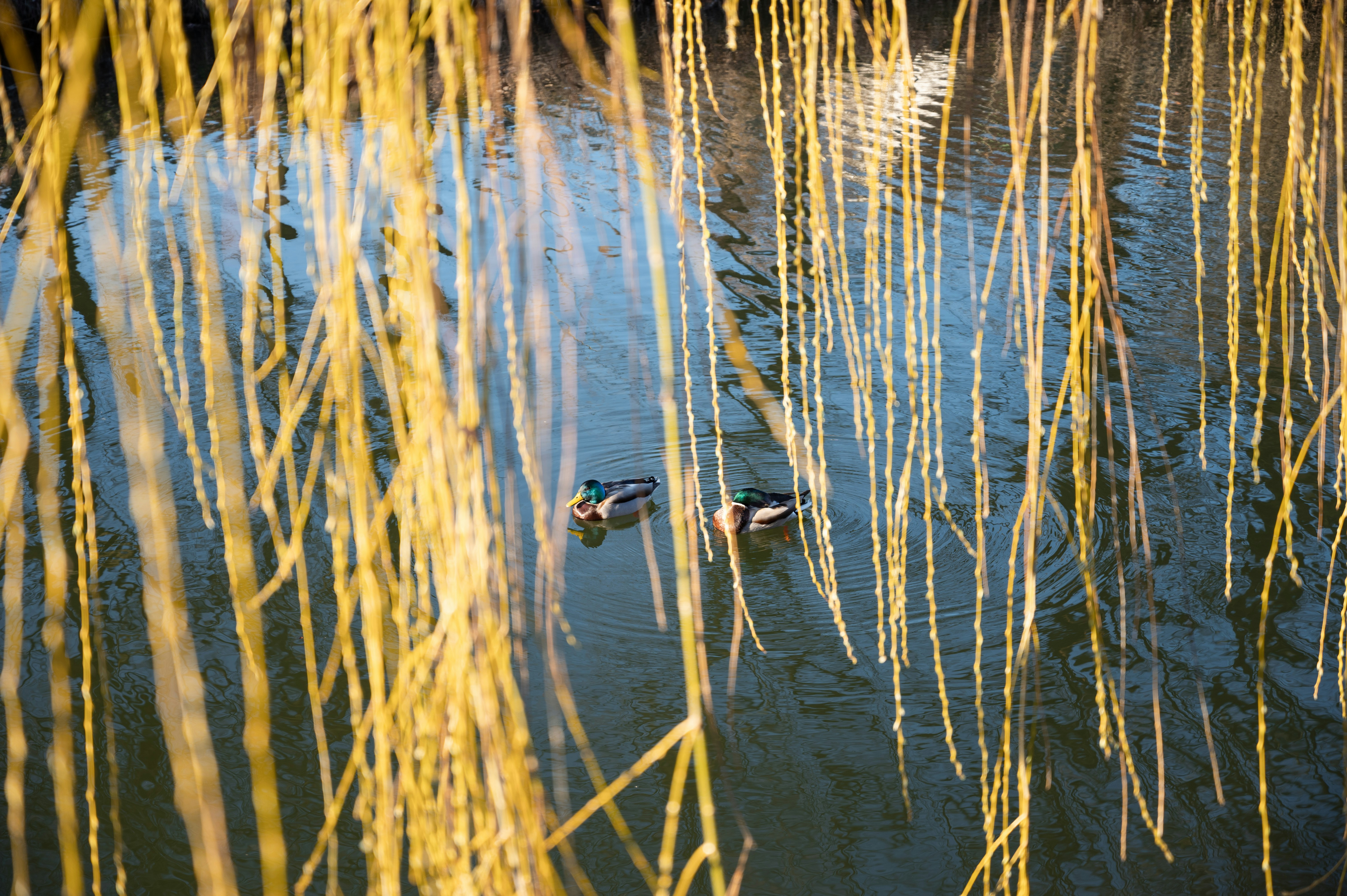 Two ducks swim peacefully amid tall, golden reeds reflected in a calm body of water.