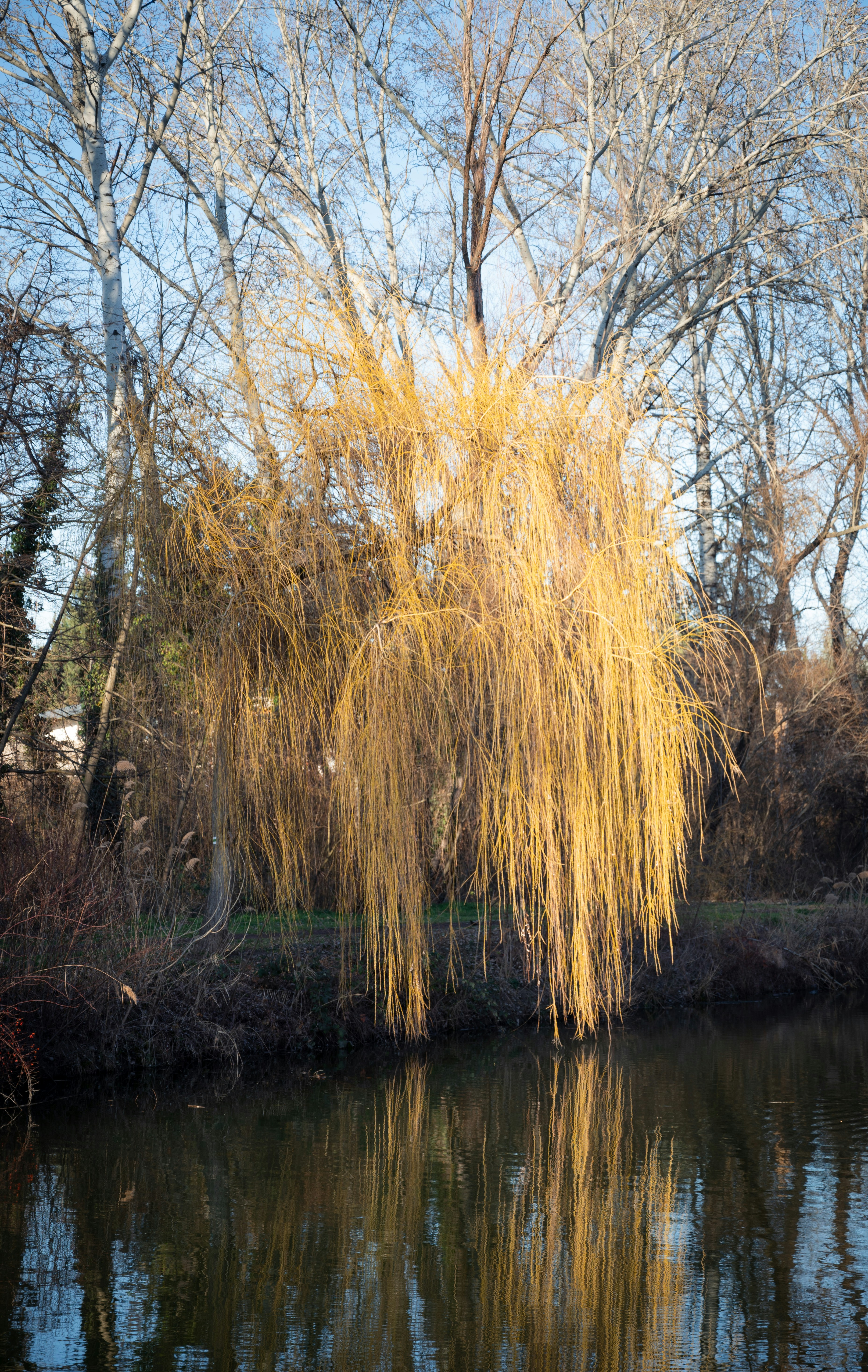 Golden Weeping Willow Drapes Over a Quiet Canal