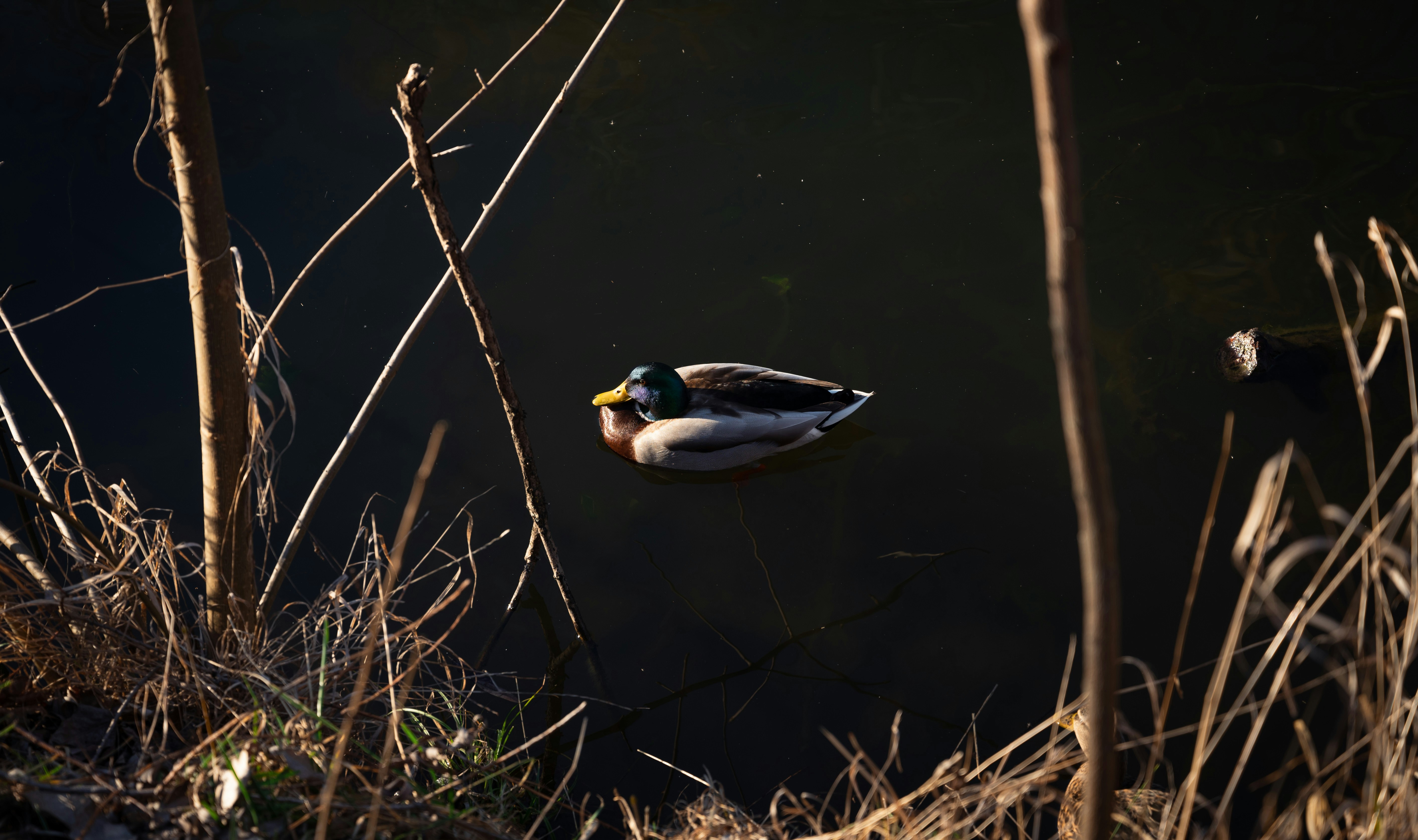 Mallard Drift Through Reed-Framed Shadow on a Quiet Pond