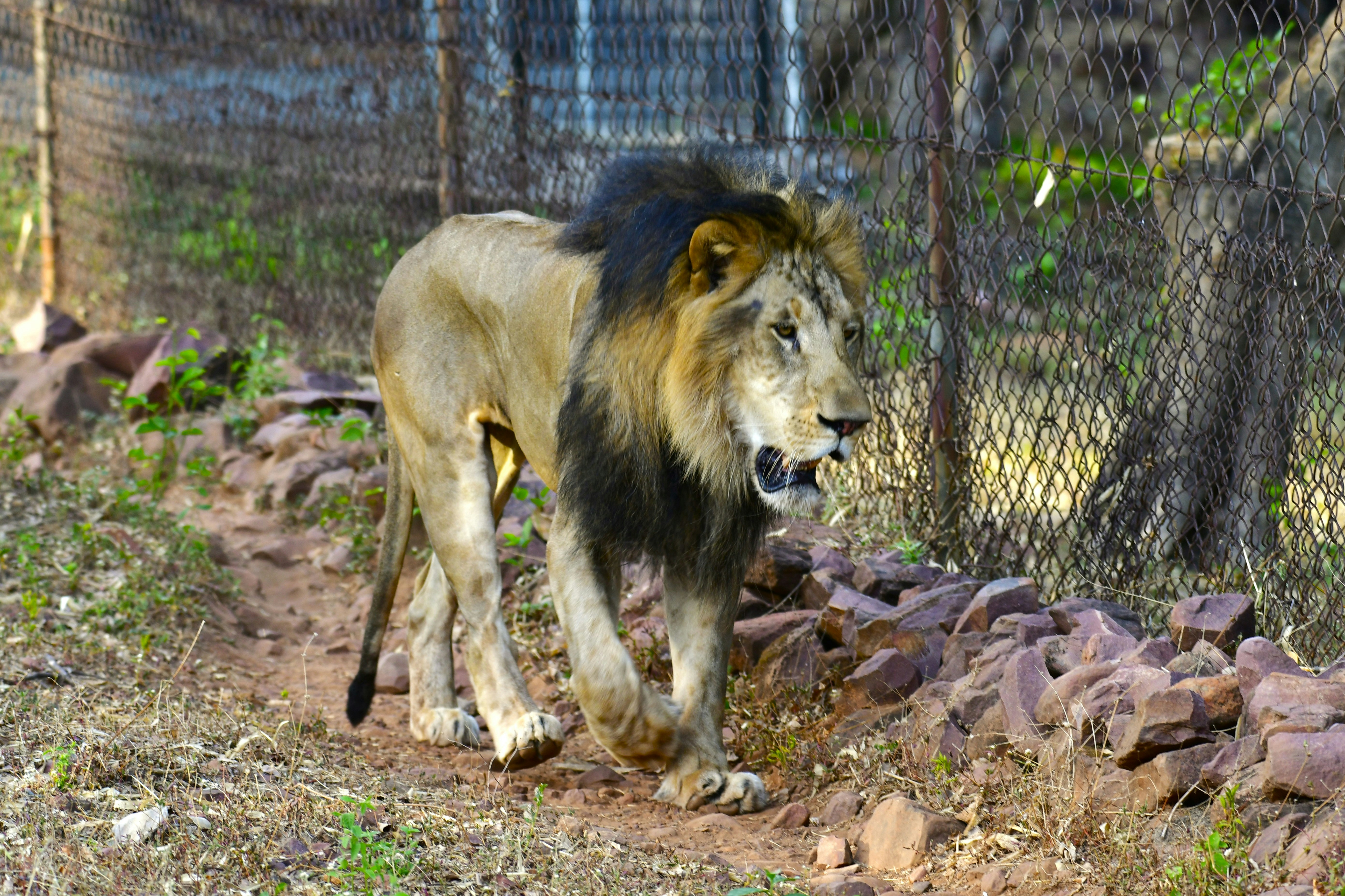 A lion walking along a dirt path next to a fence photo – Free Lion king ...