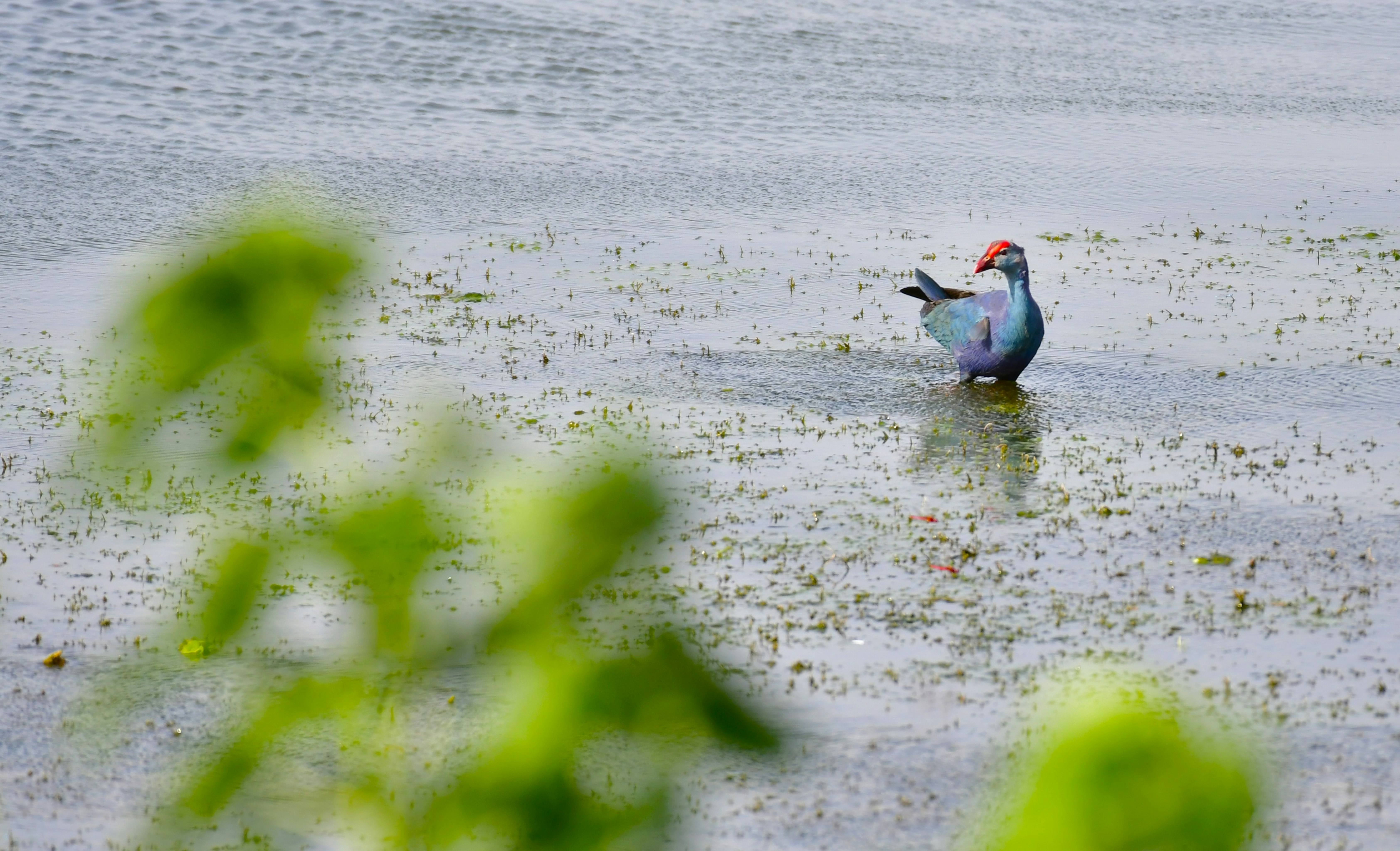 Red-Crested Puddle Crane in a Misty Wetland