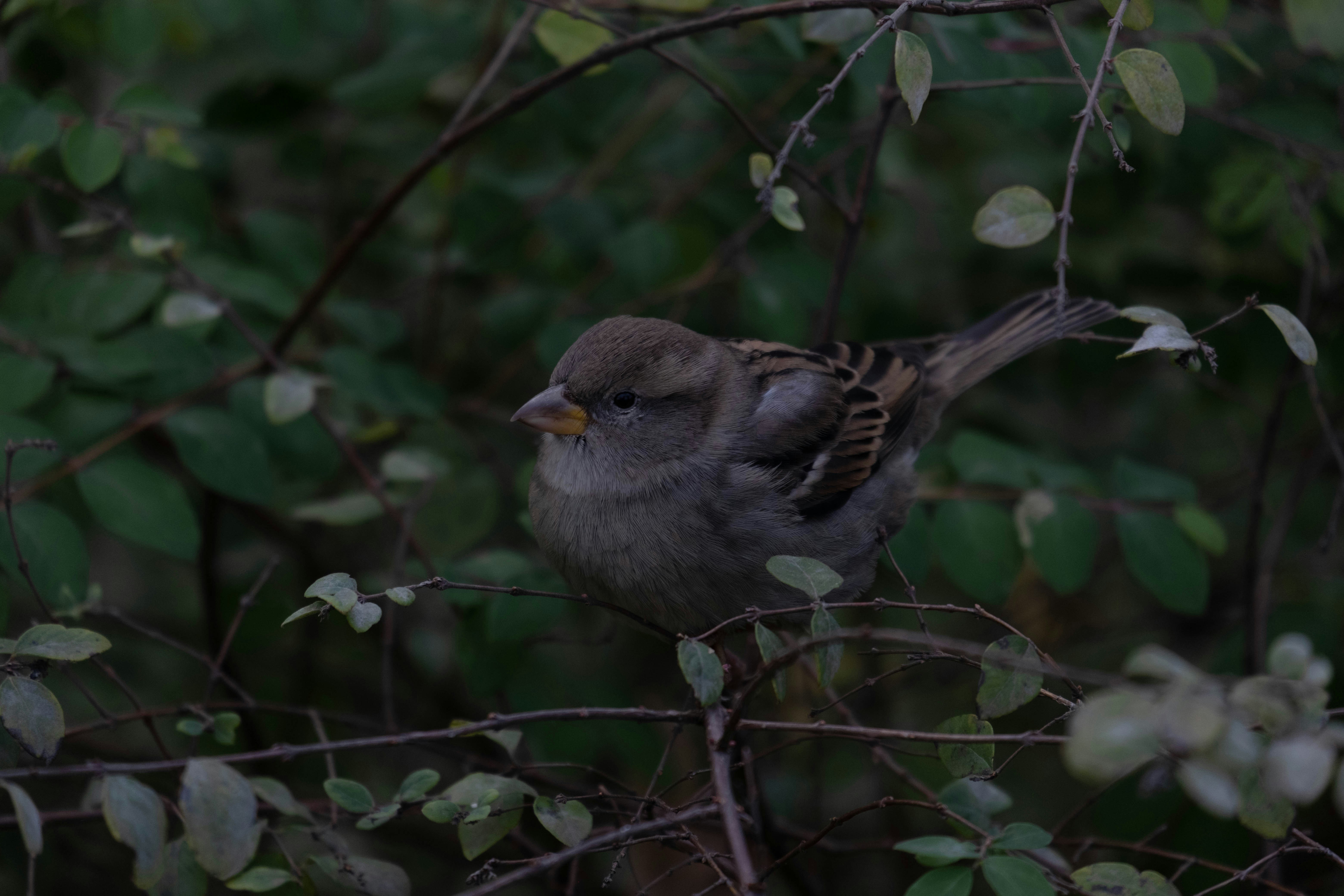 Whispering Finch in Dense Green Canopy