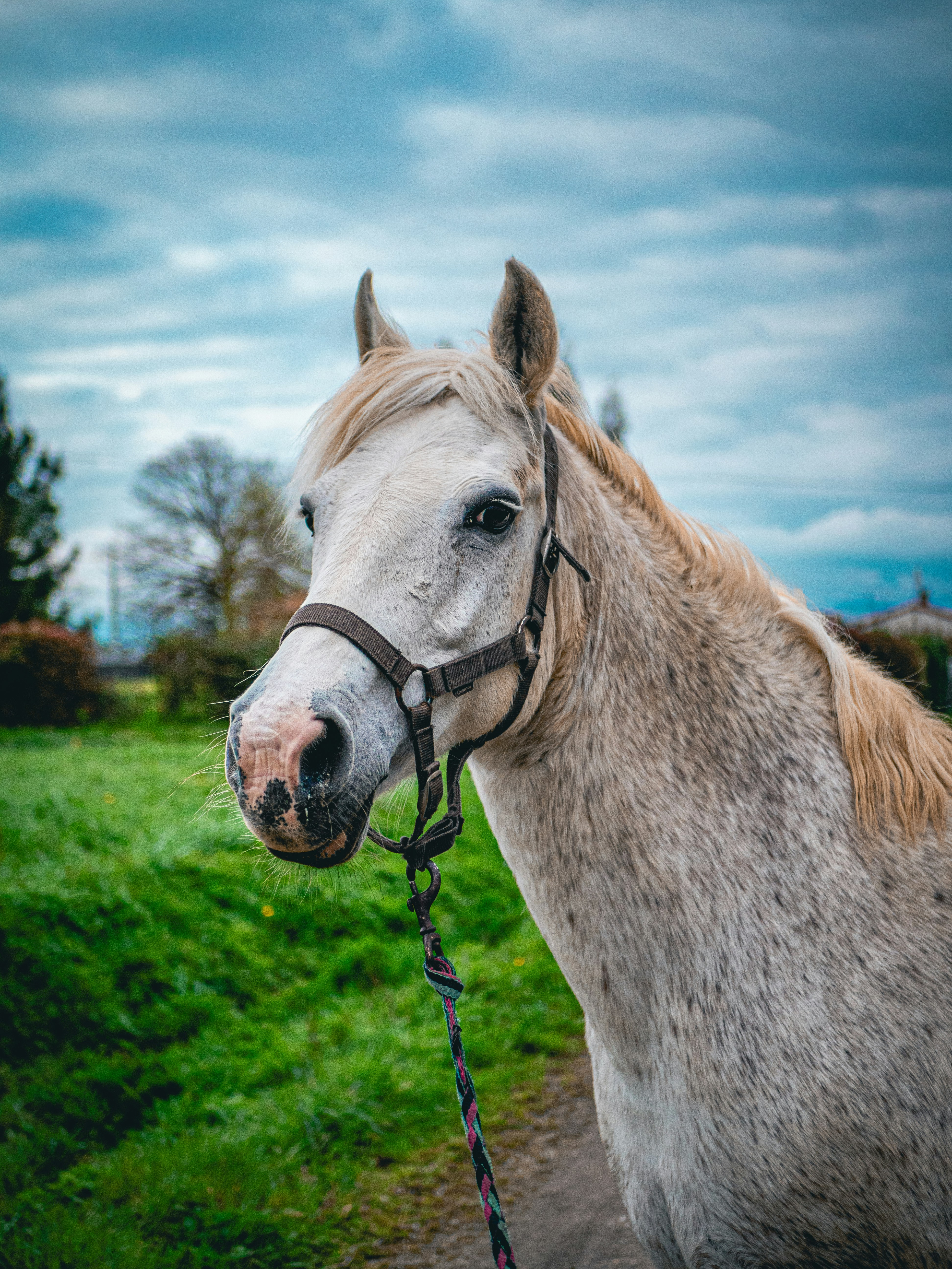 Grey Portrait on a Country Lane: A Close-Up of a Bridle-Worn Head