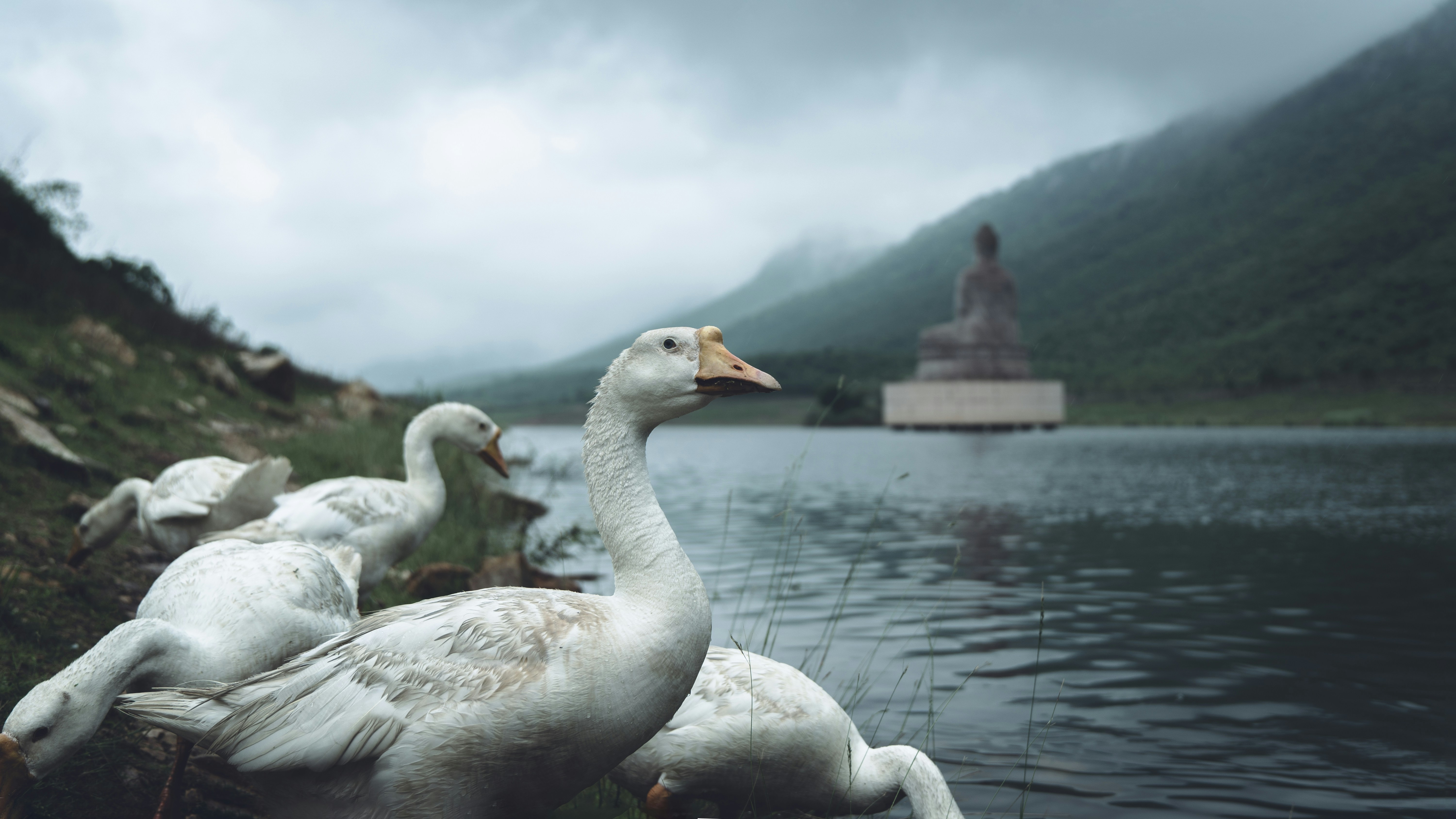 Geese at the Gate: Silence over the Lake and the Monument