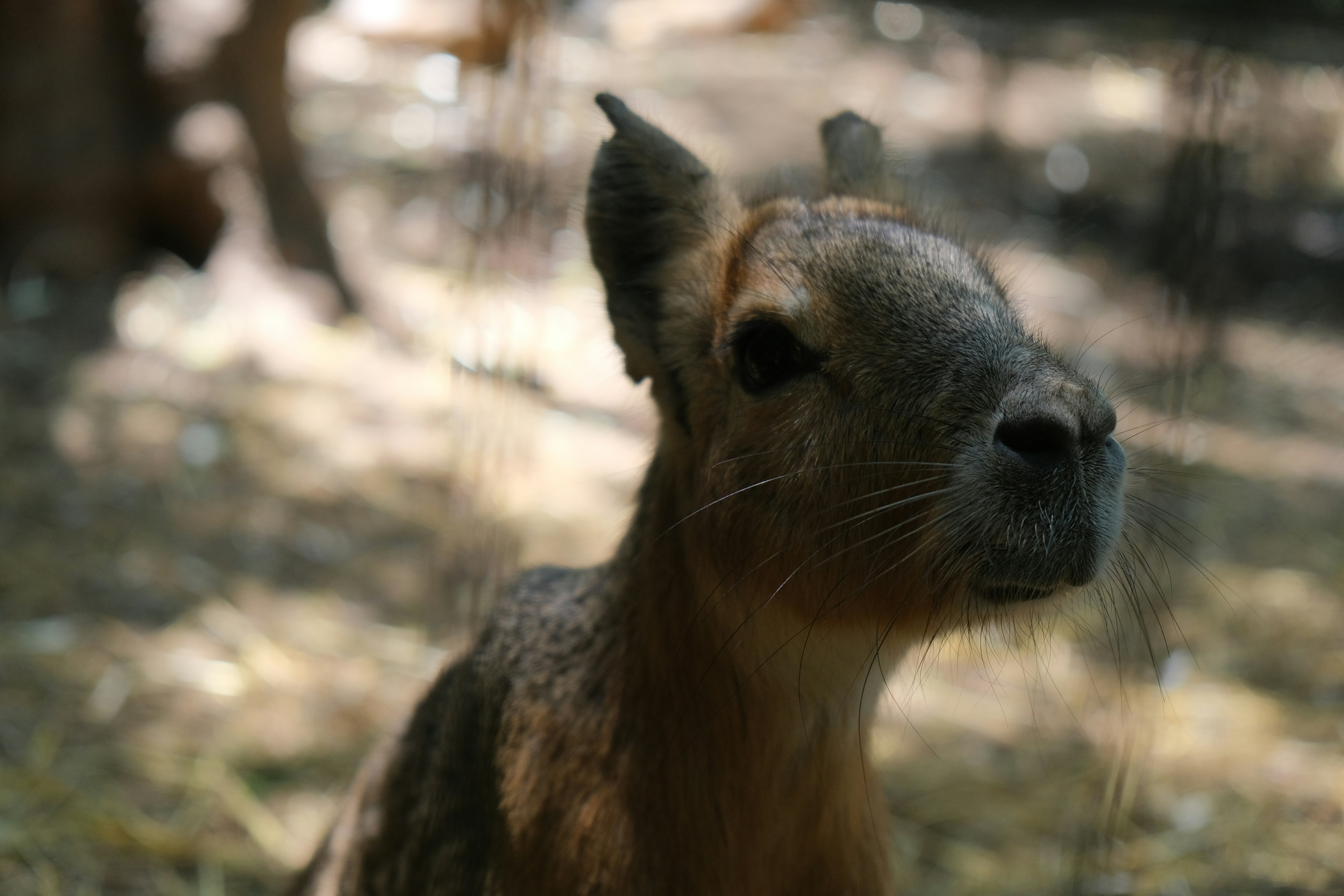 A close up of a small animal in a field photo – Free Wallpaper Image on ...