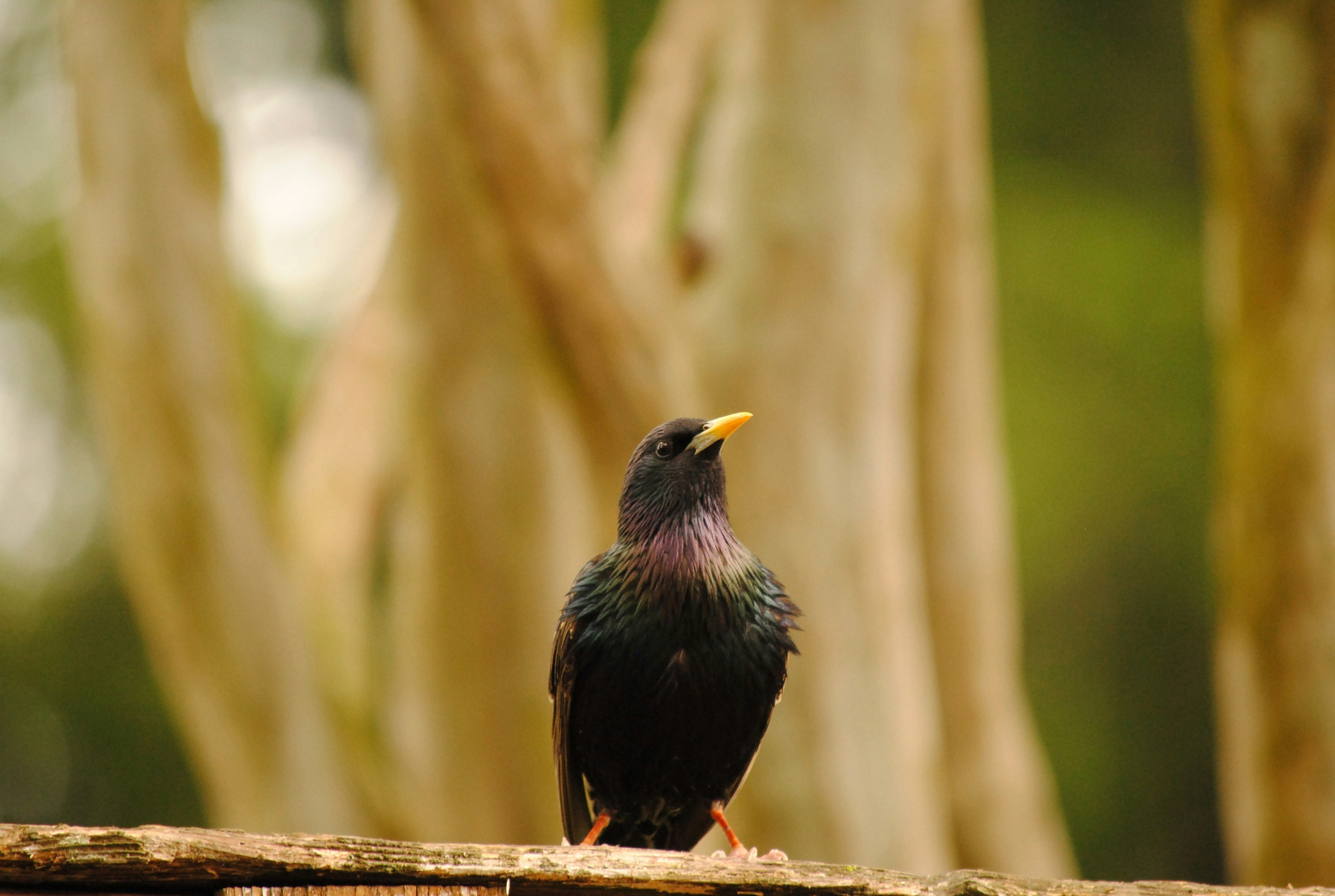 The Melodic Sentinel of the Woodland