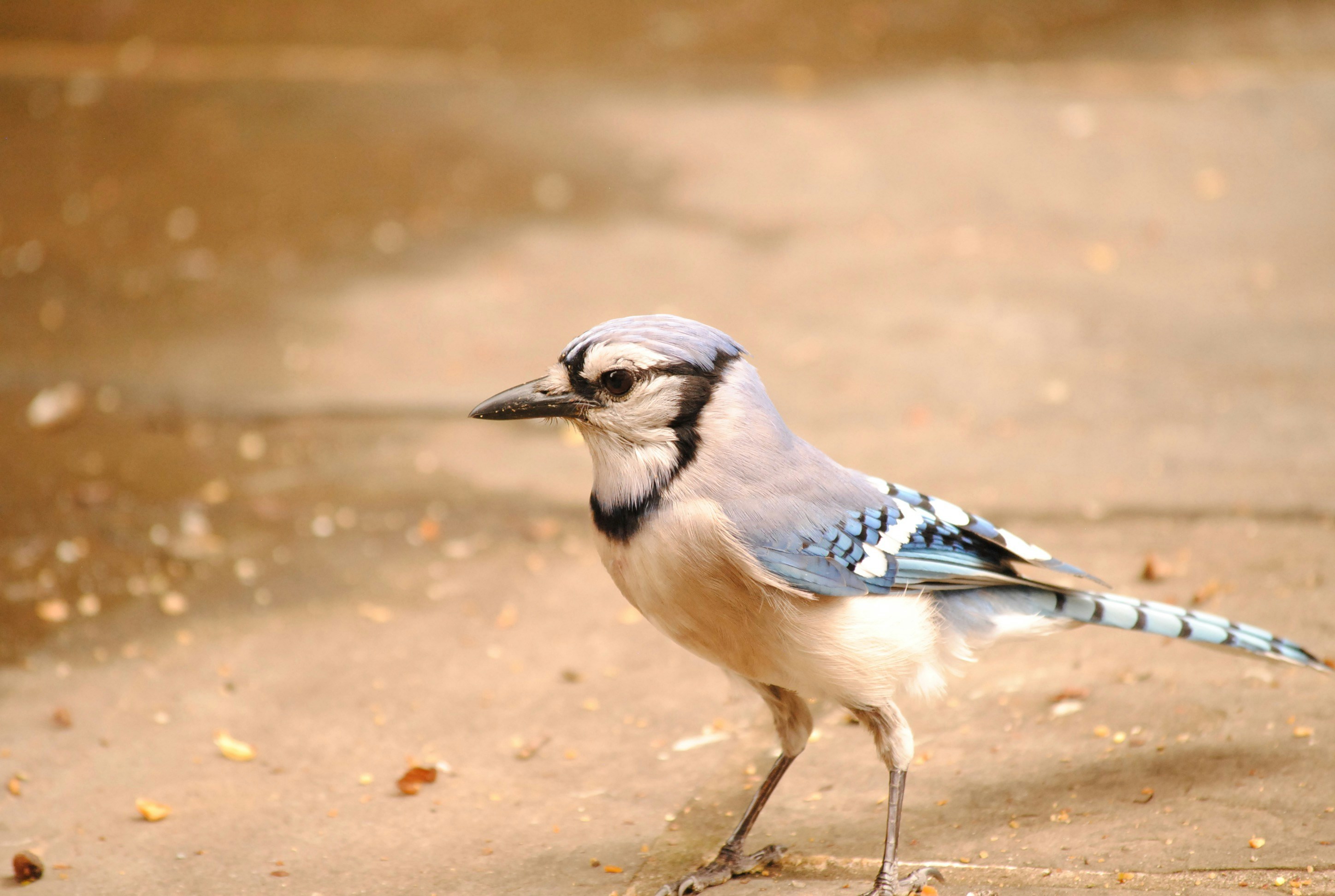 Blue Jay on a Quiet, Leaf-Strewn Path in Warm Afternoon Light