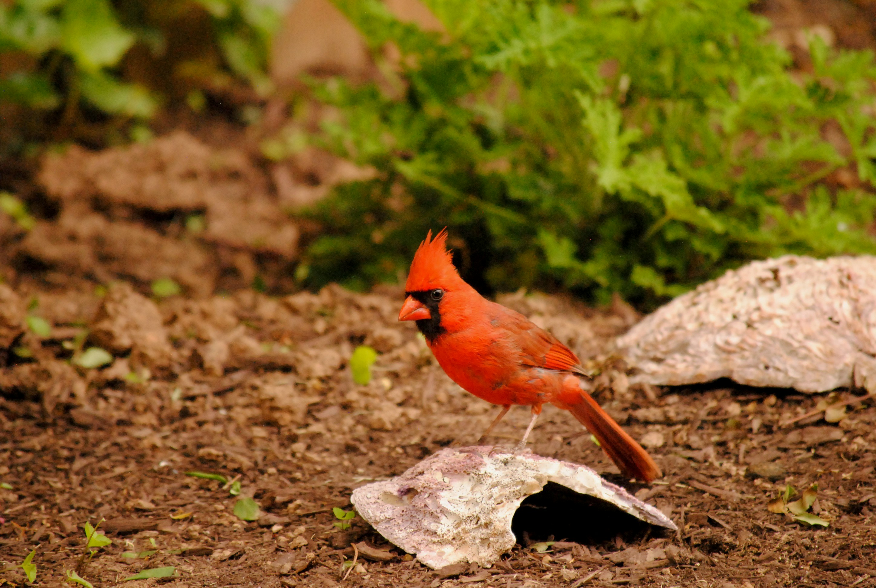 Crimson Cardinal perches on a weathered shell in a quiet garden
