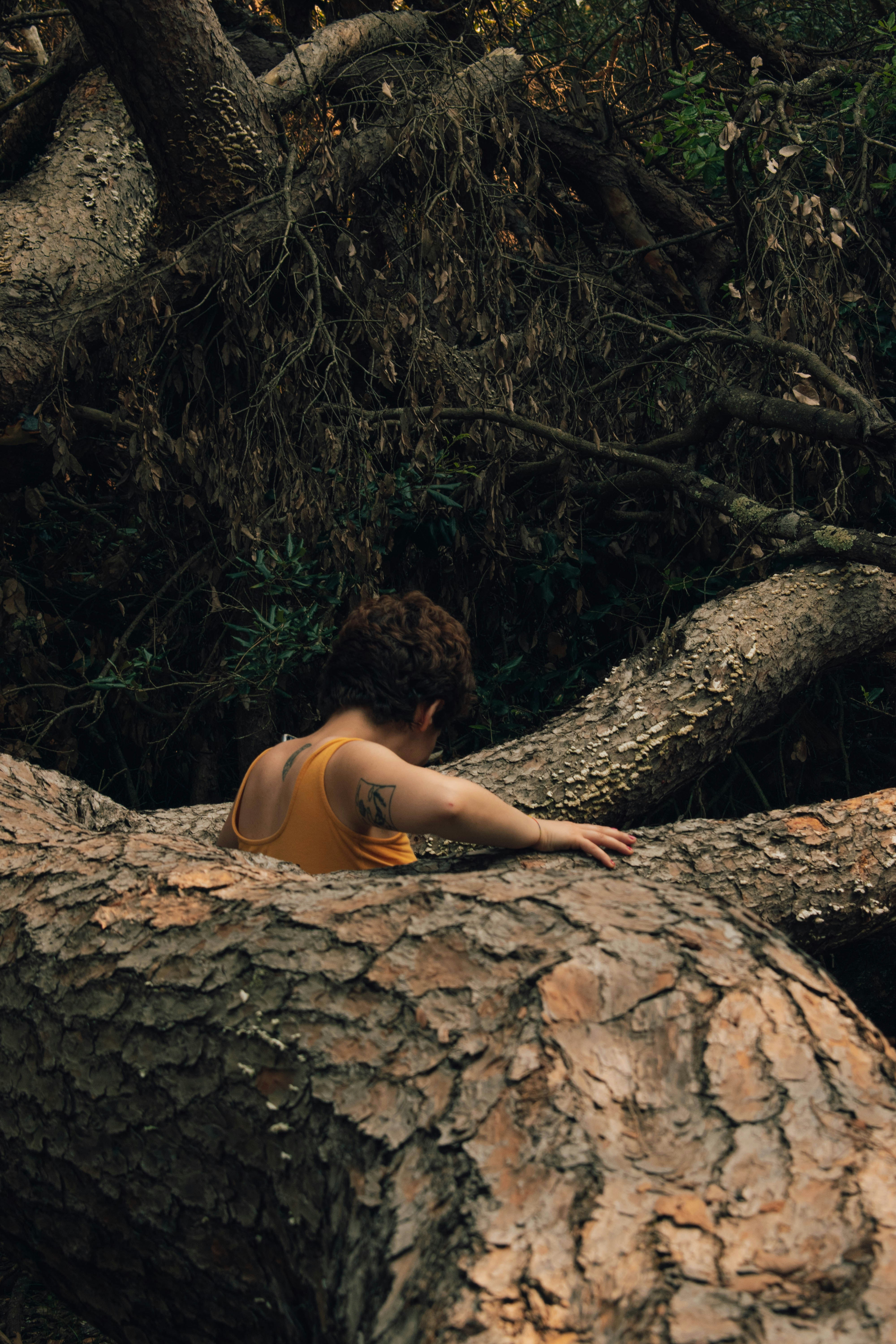 Resting on a Fallen Trunk: A Quiet Portrait Amid Dark Forest Roots