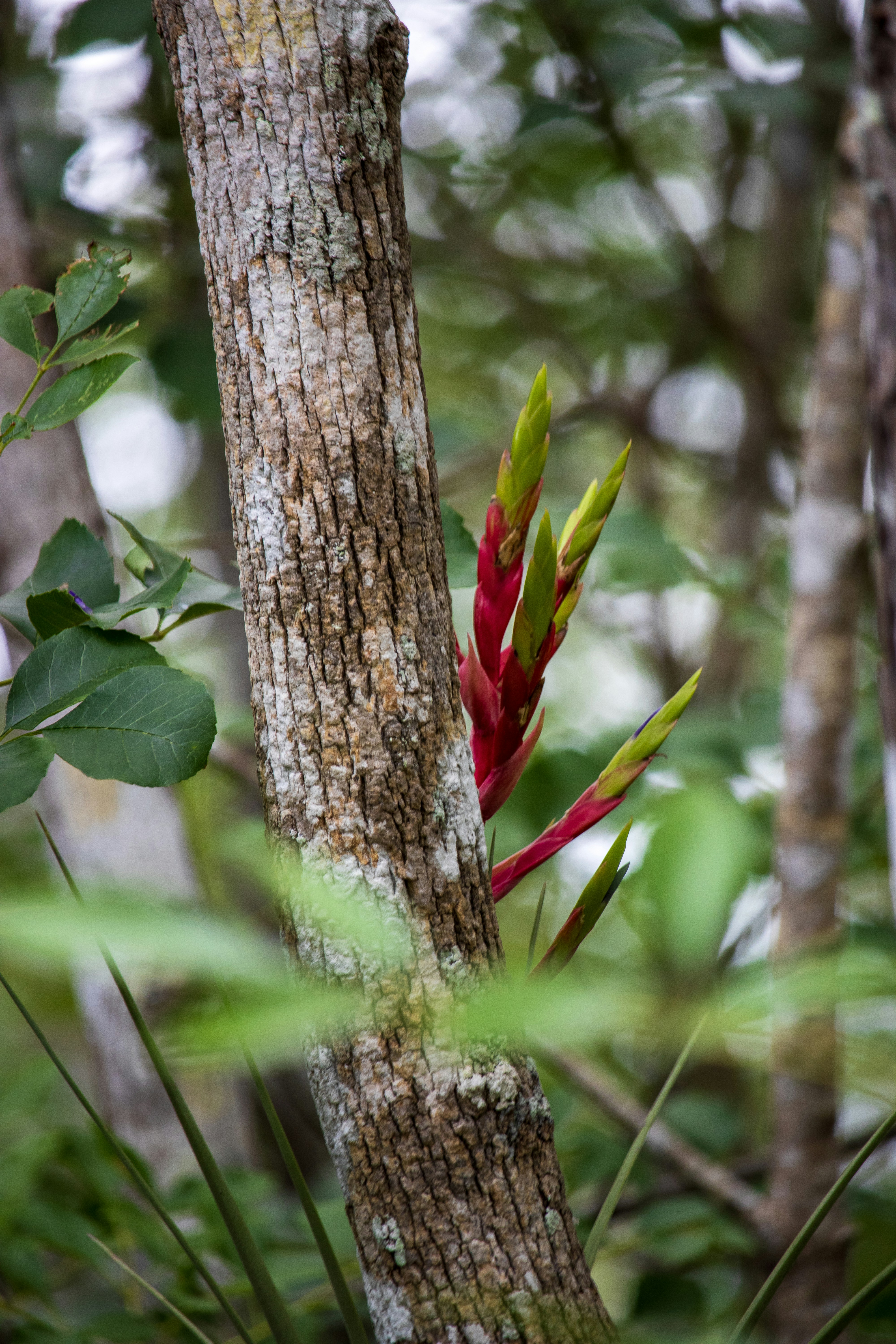 Une plante rouge et verte poussant sur un arbre photo – Photo Arbre ...