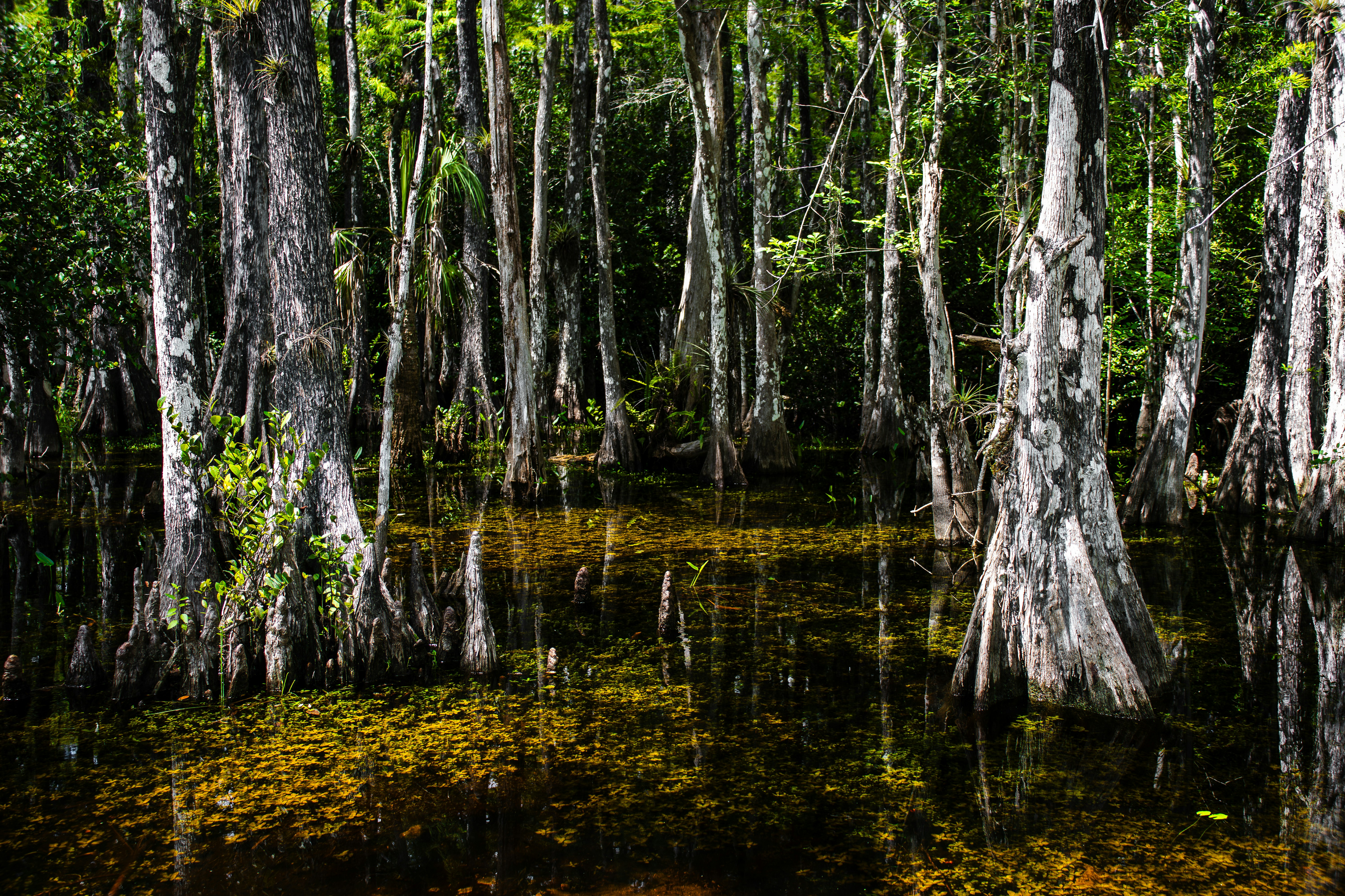 A swamp filled with lots of water surrounded by trees photo – Free ...