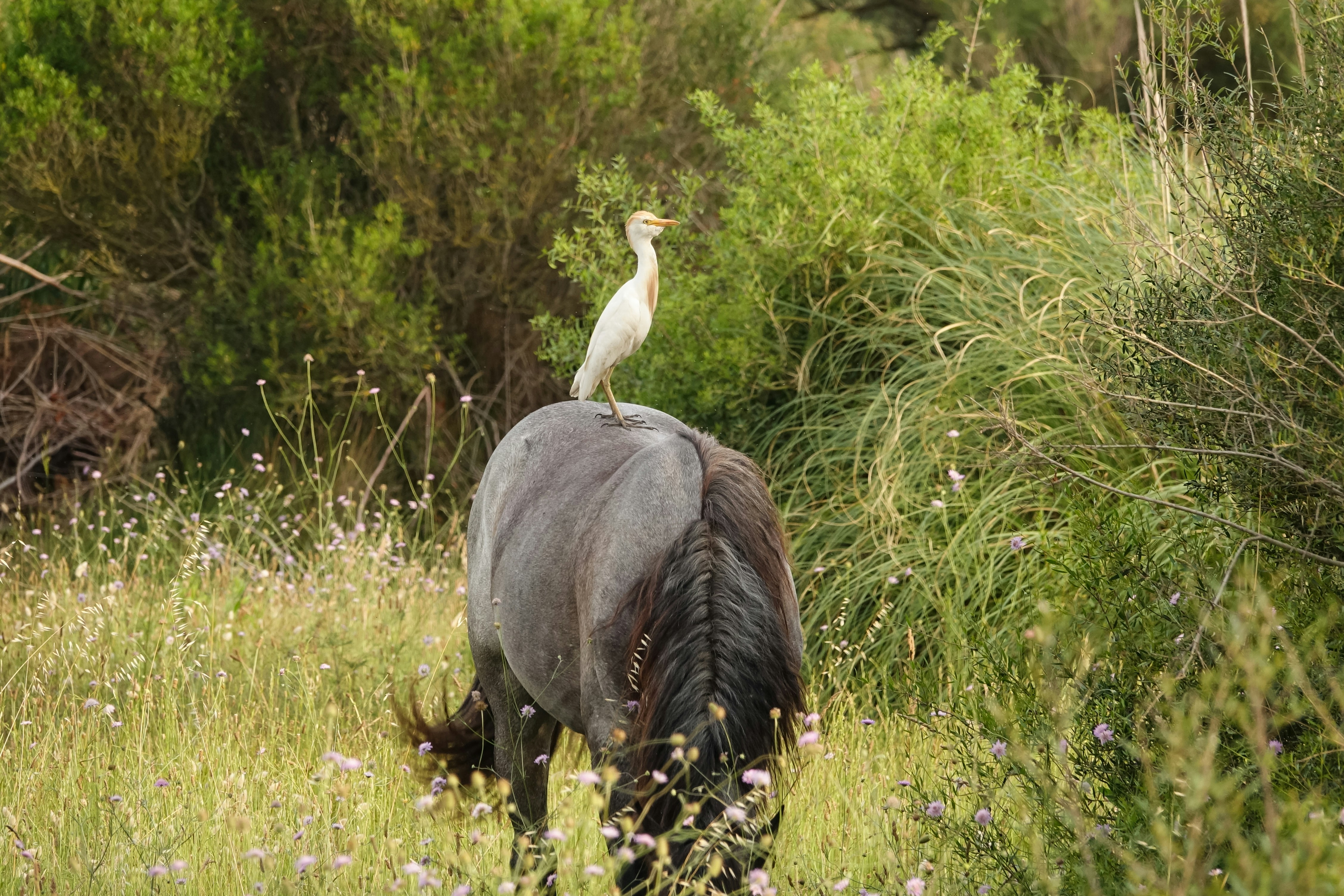 A Quiet Crest: White Heron Perched on a Wildebeest in Sunlit Grass