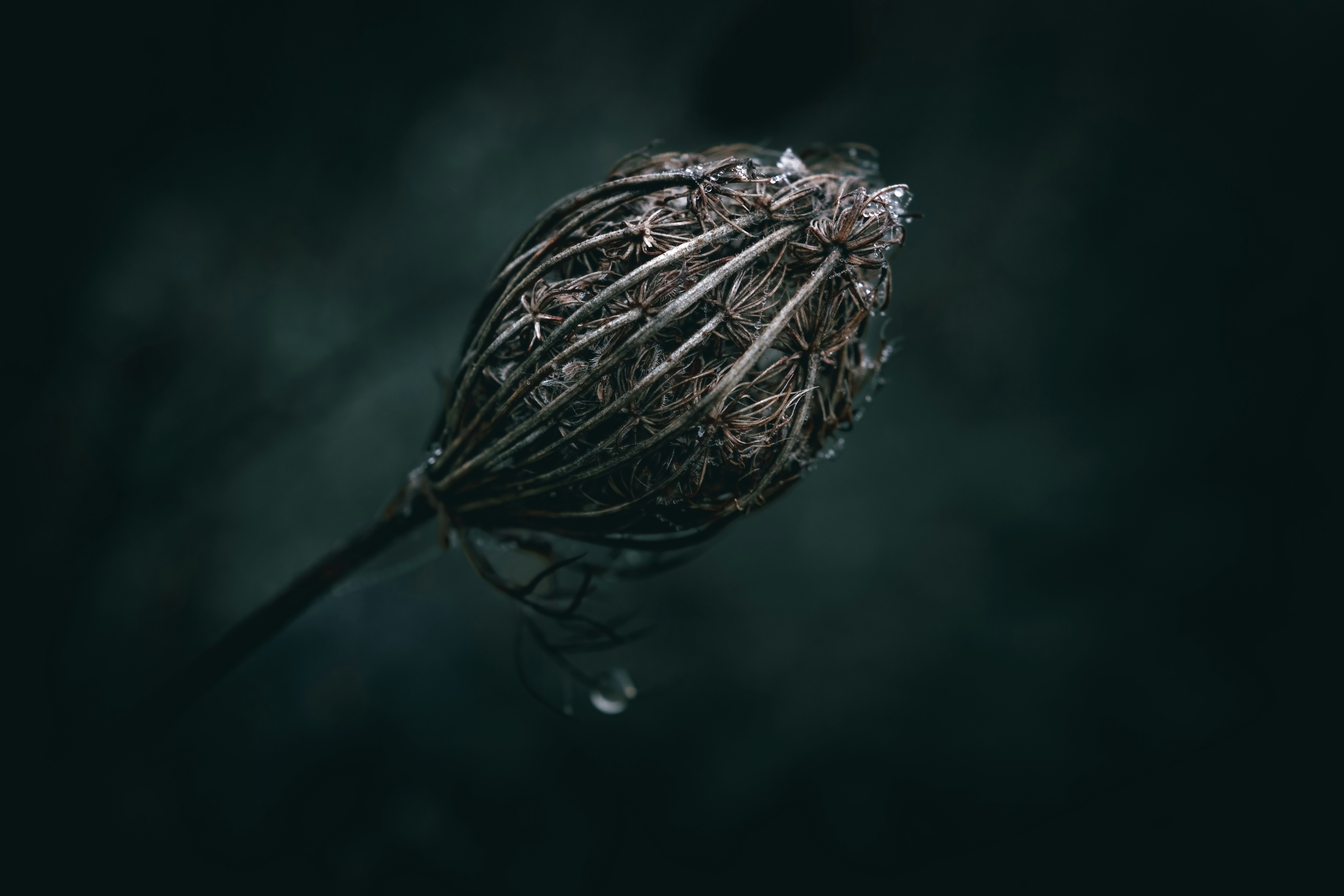 Dew-kissed Seed Head in Velvet Blue Night