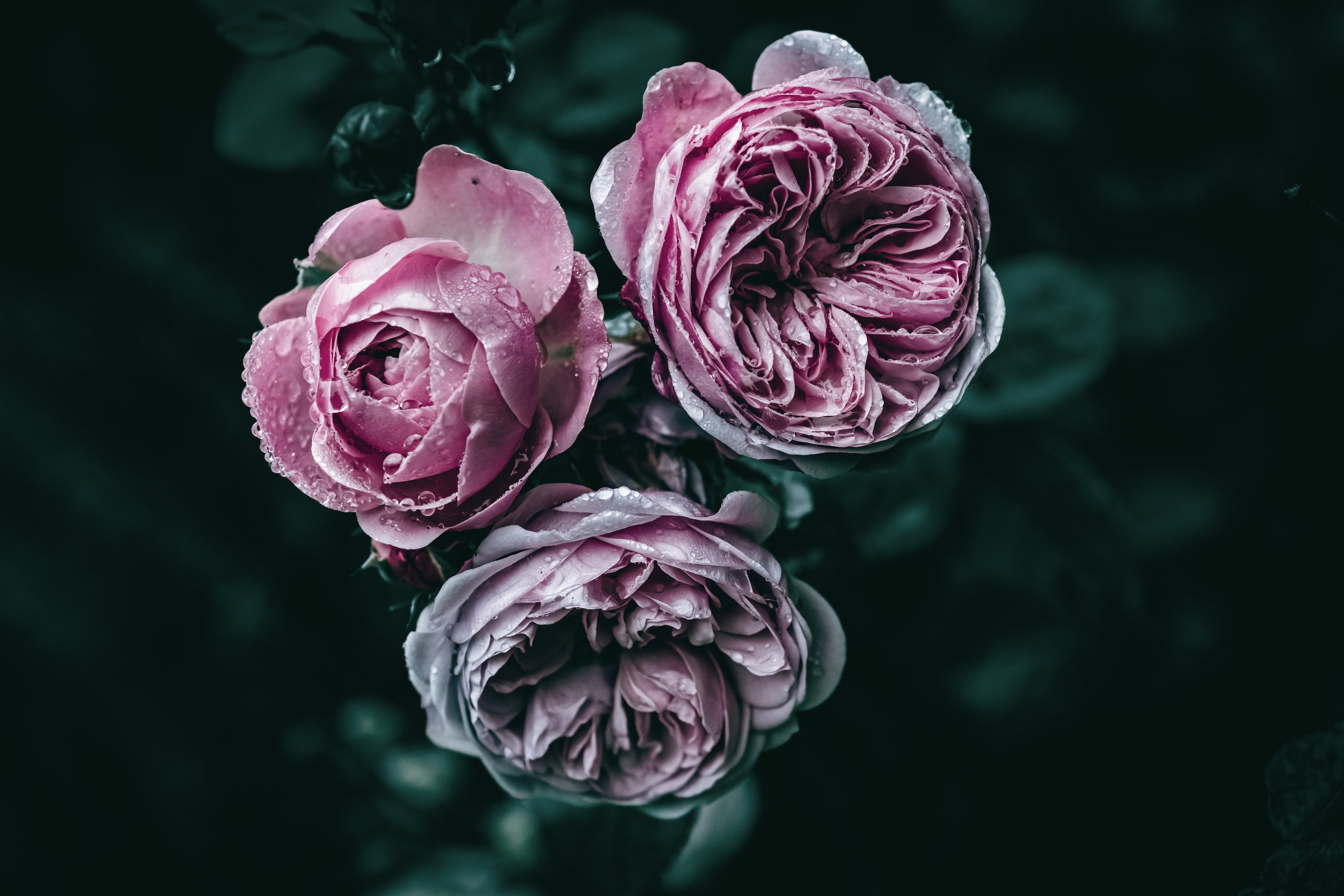 Three pink roses with water droplets on them photo – Free Flowers Image ...