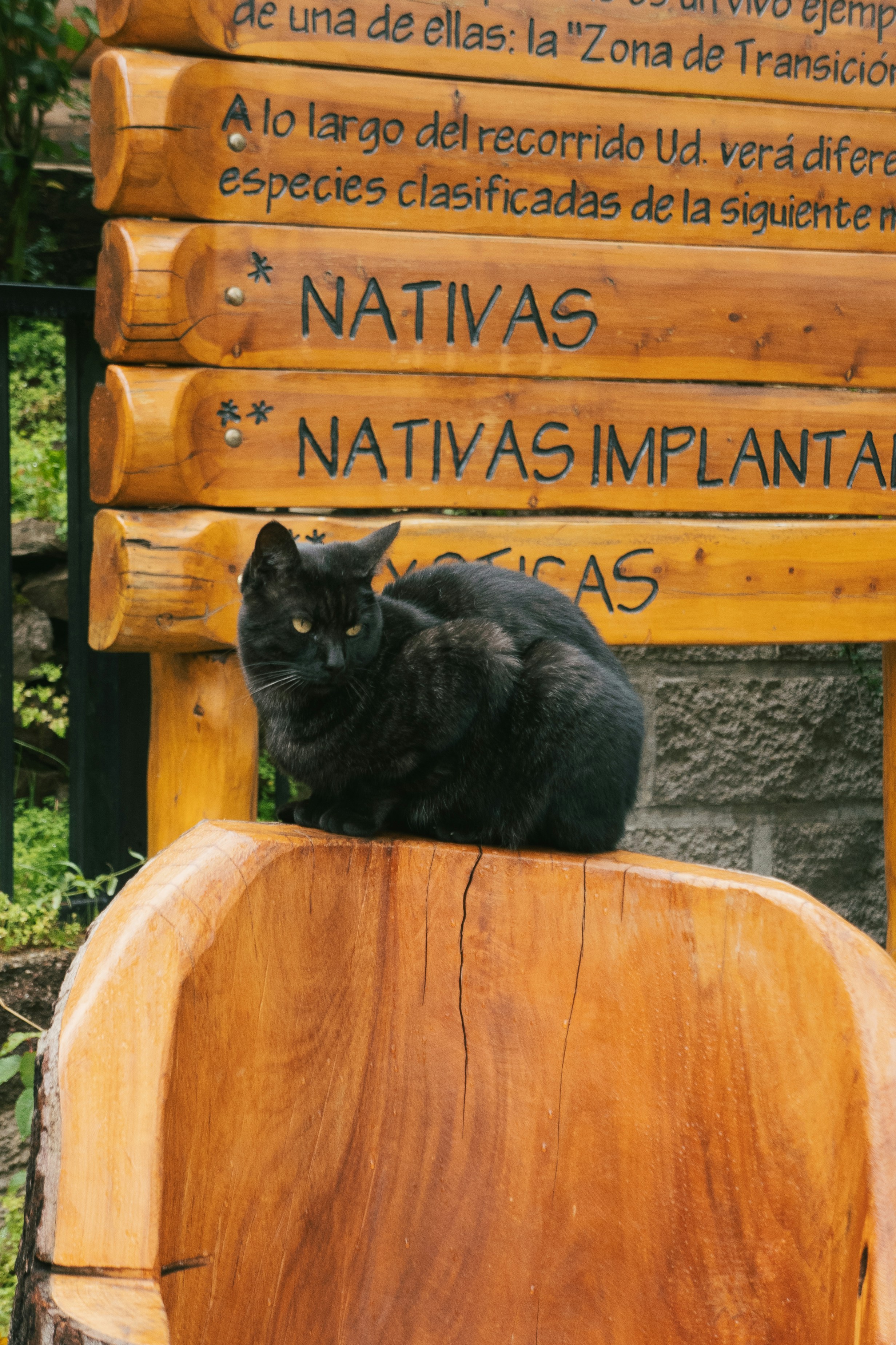 Black Cat on a Wooden Bench Beneath Carved Signage