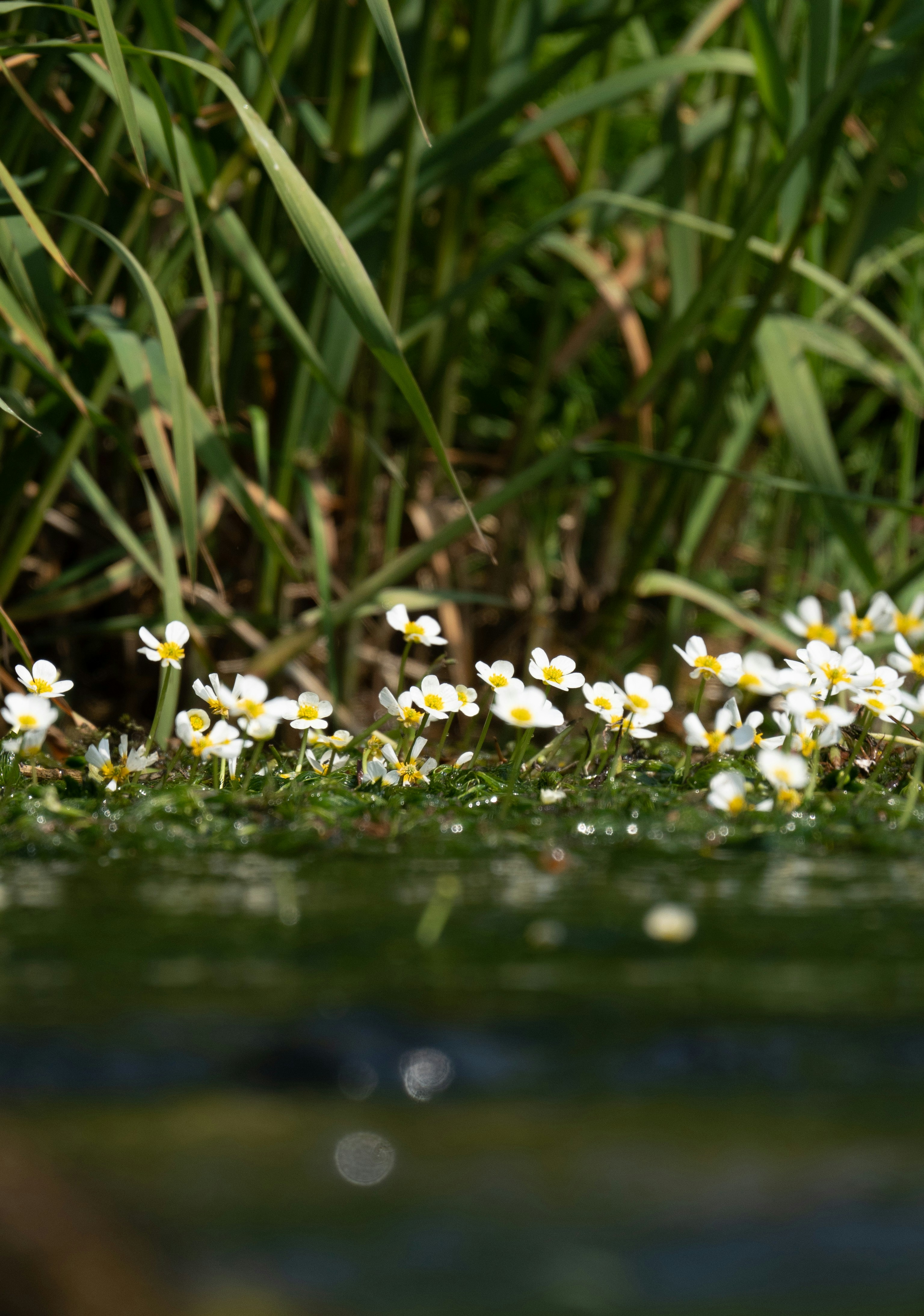 Dainty Daisies at the Water's Edge