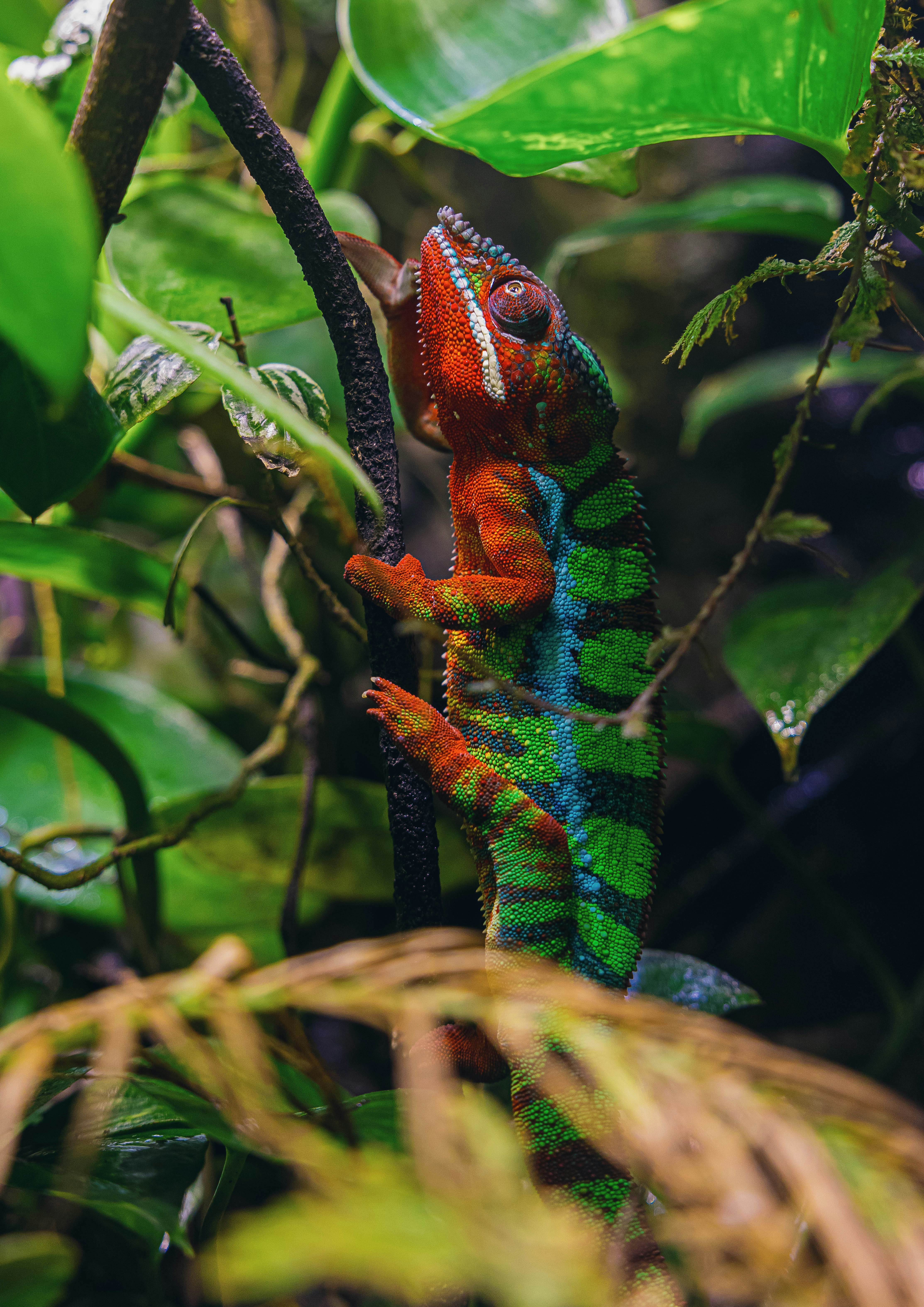 Vibrant Climber: Nature's Colorful MarvelSunira Moses