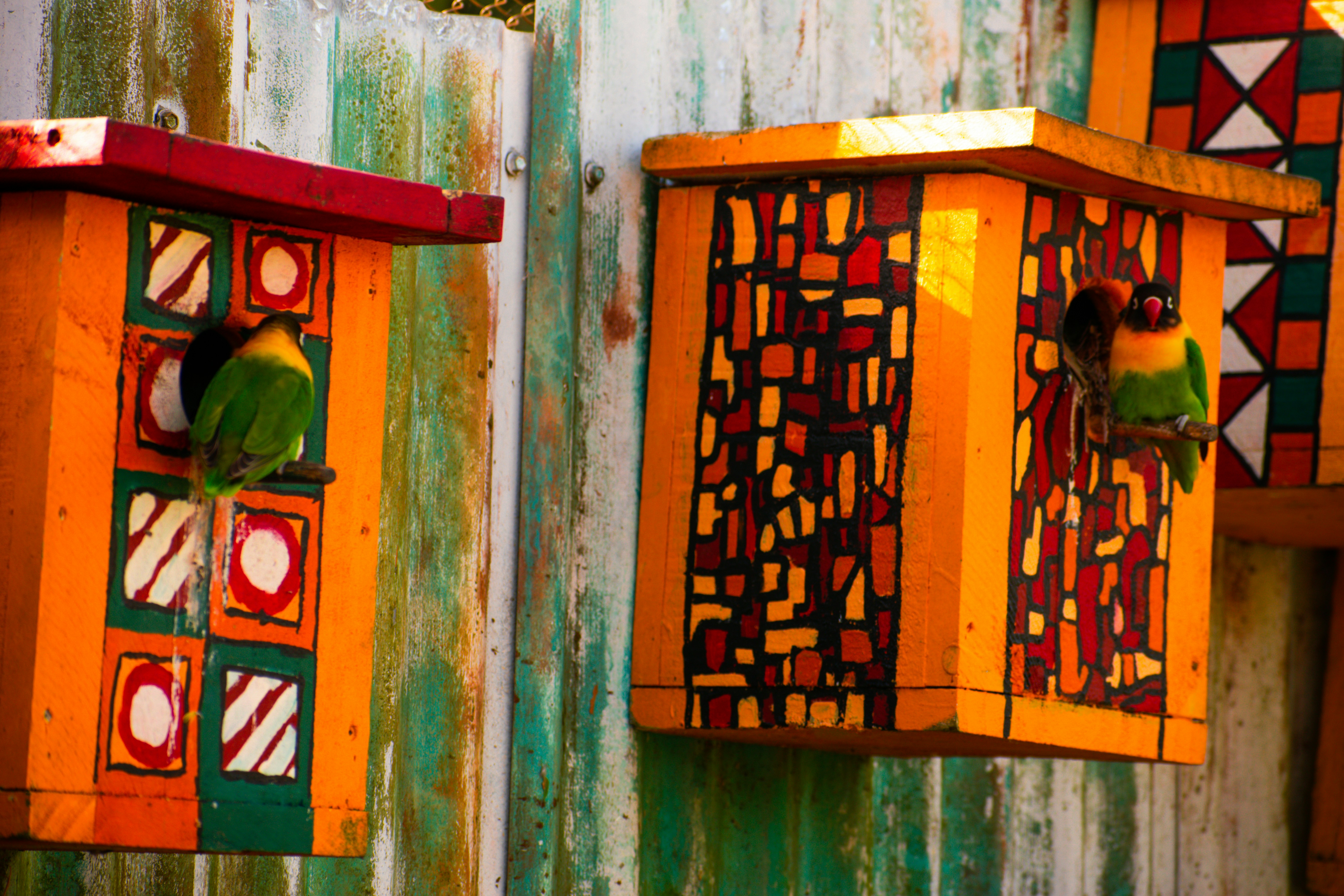Colorful Birdhouses and a Pair of Emerald-Feathered Visitors
