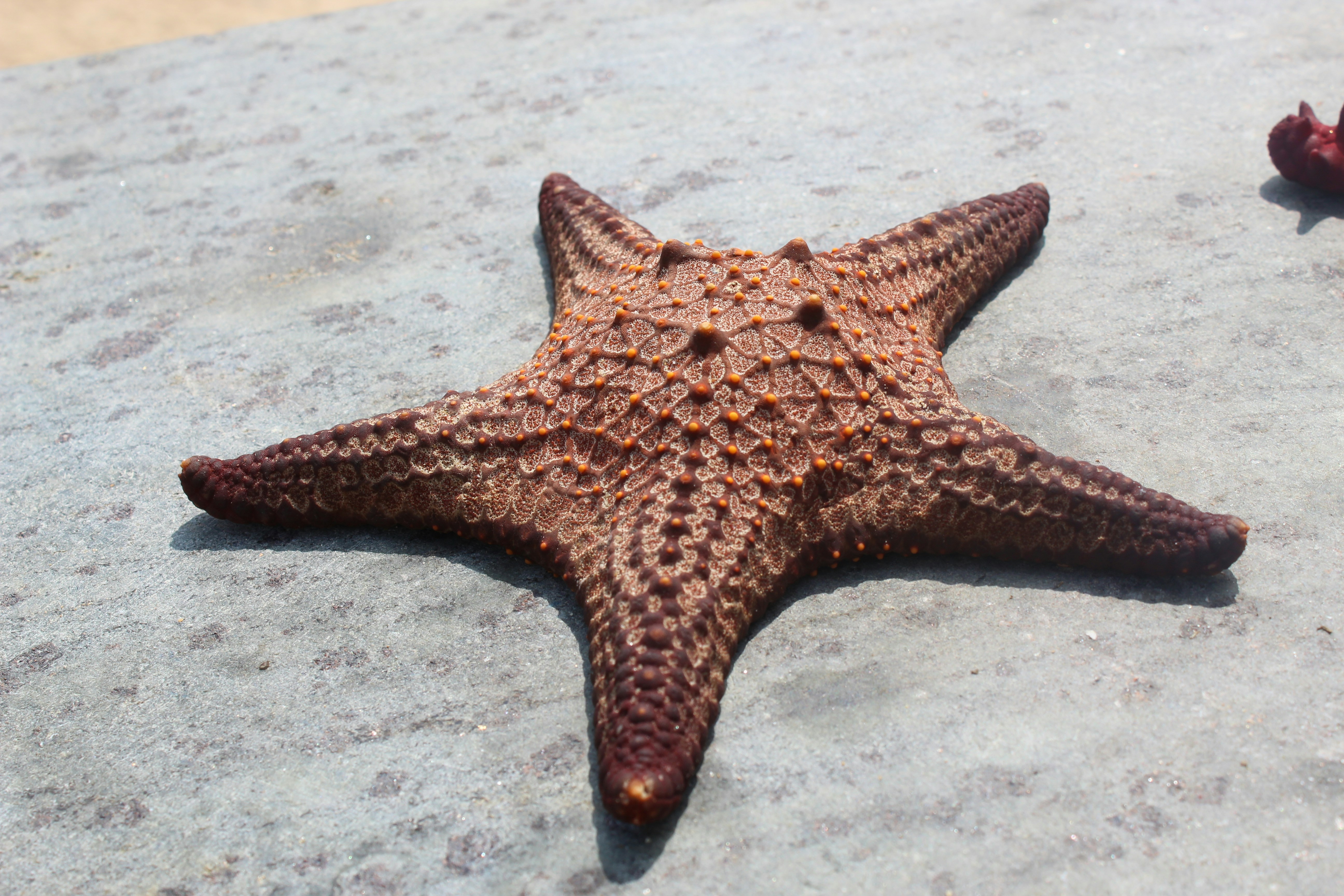 Foto Una estrella de mar marrón acostada en la cima de una roca ...