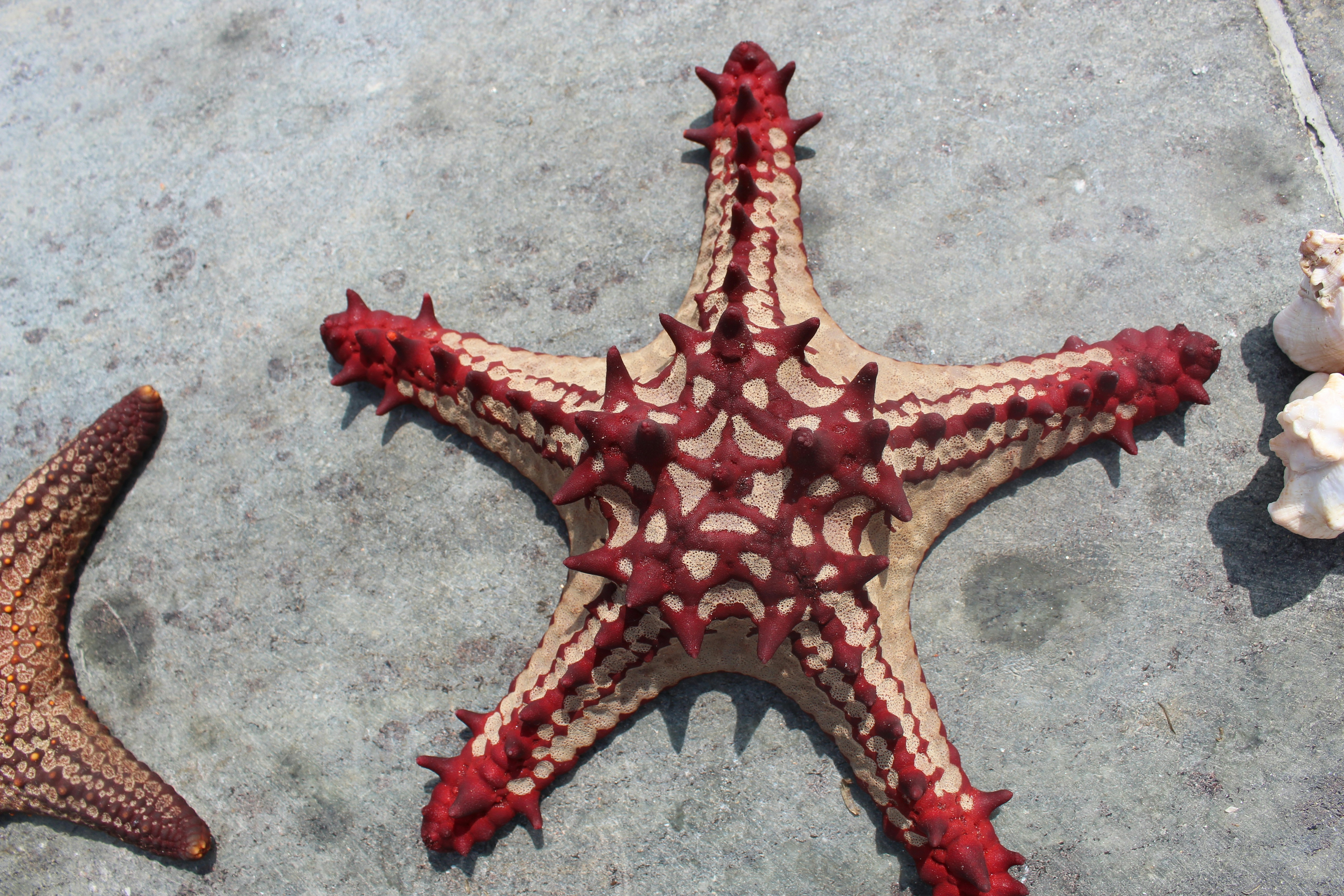 Red-and-white starfish rests on a textured concrete surface. Nearby, partial starfish fragments add a coastal display.