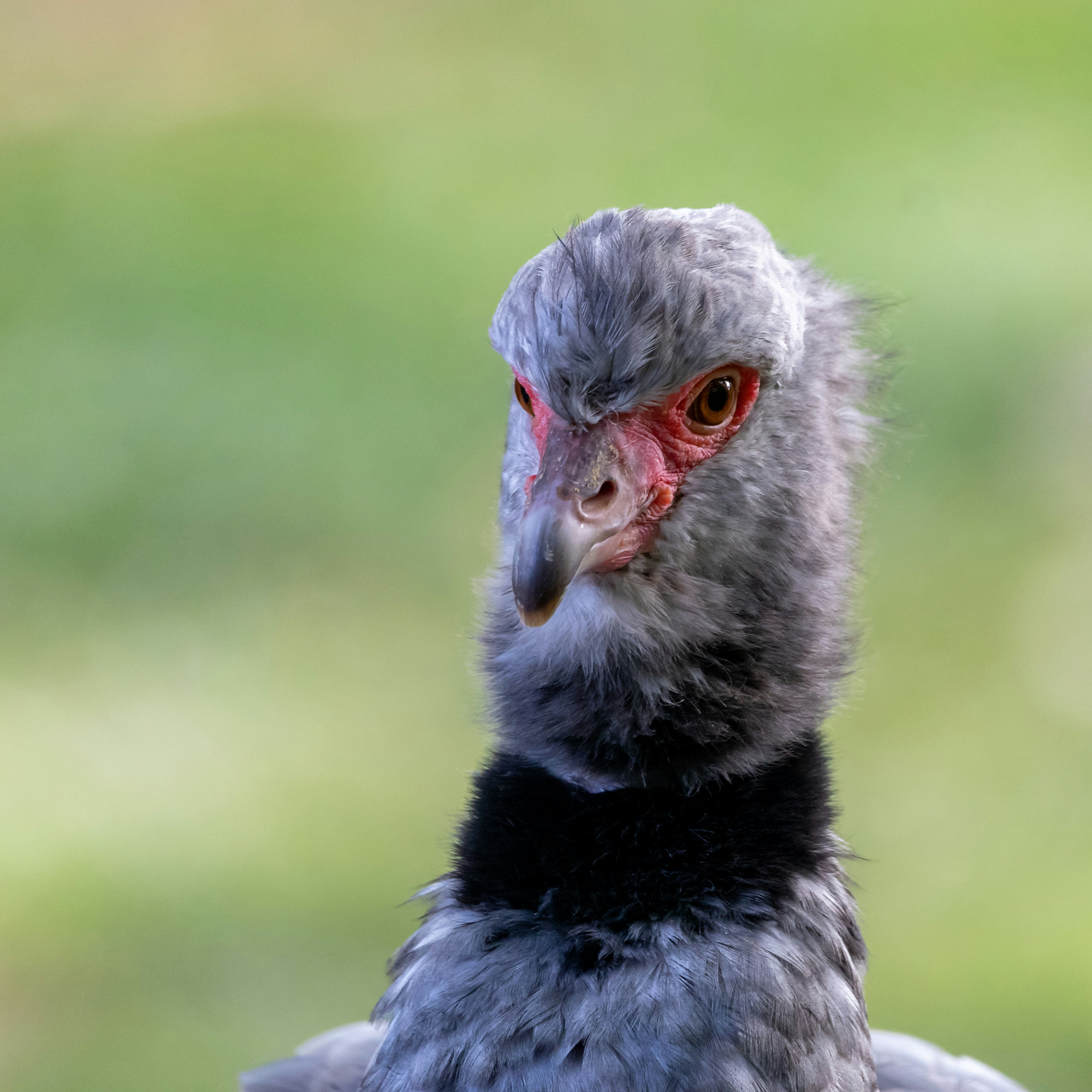 Red-Eyed Gaze: Close-Up Portrait of a Gray-Crowned Bird