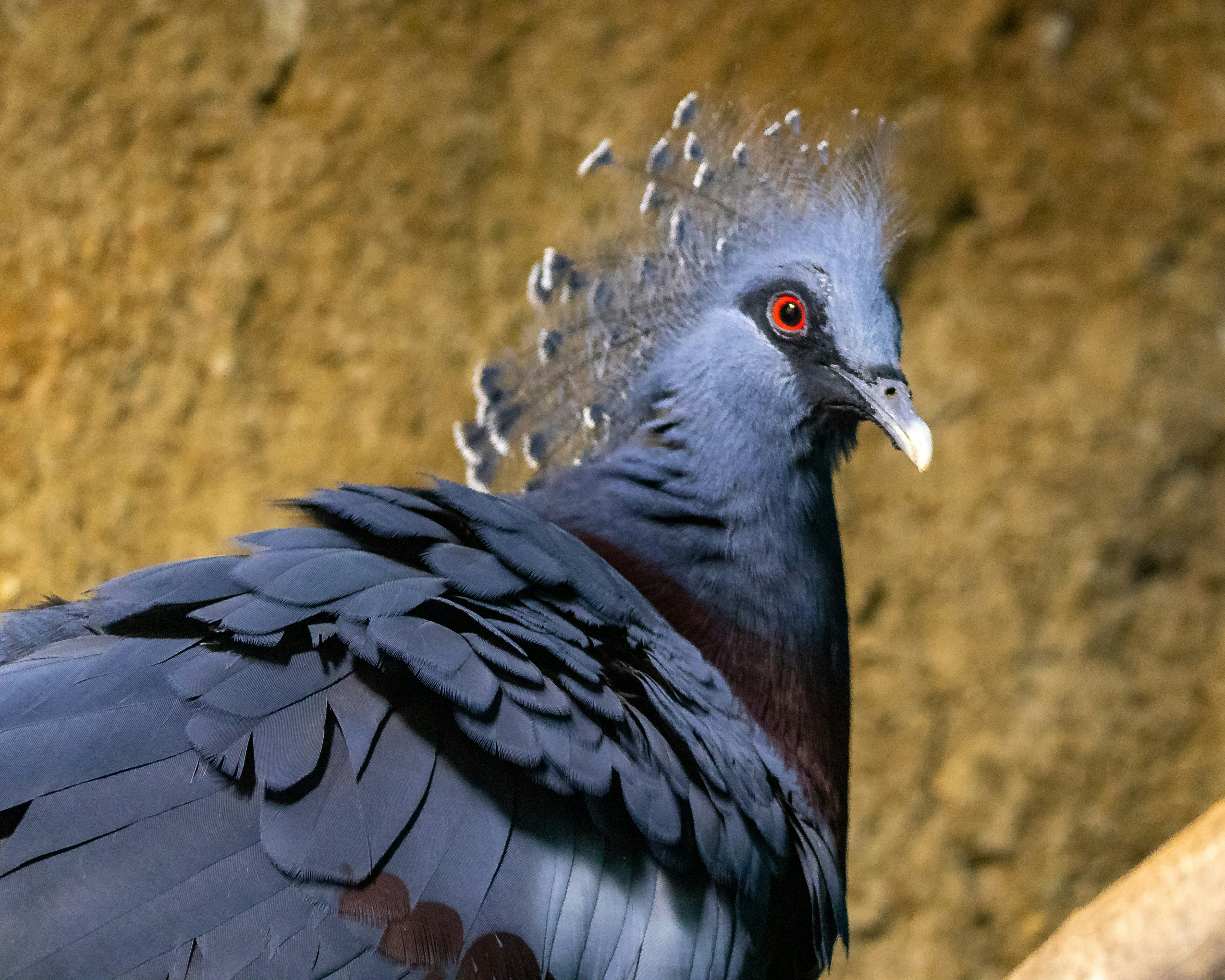 Azure Crest, Sharp Gaze: Victoria crowned pigeon in close focus