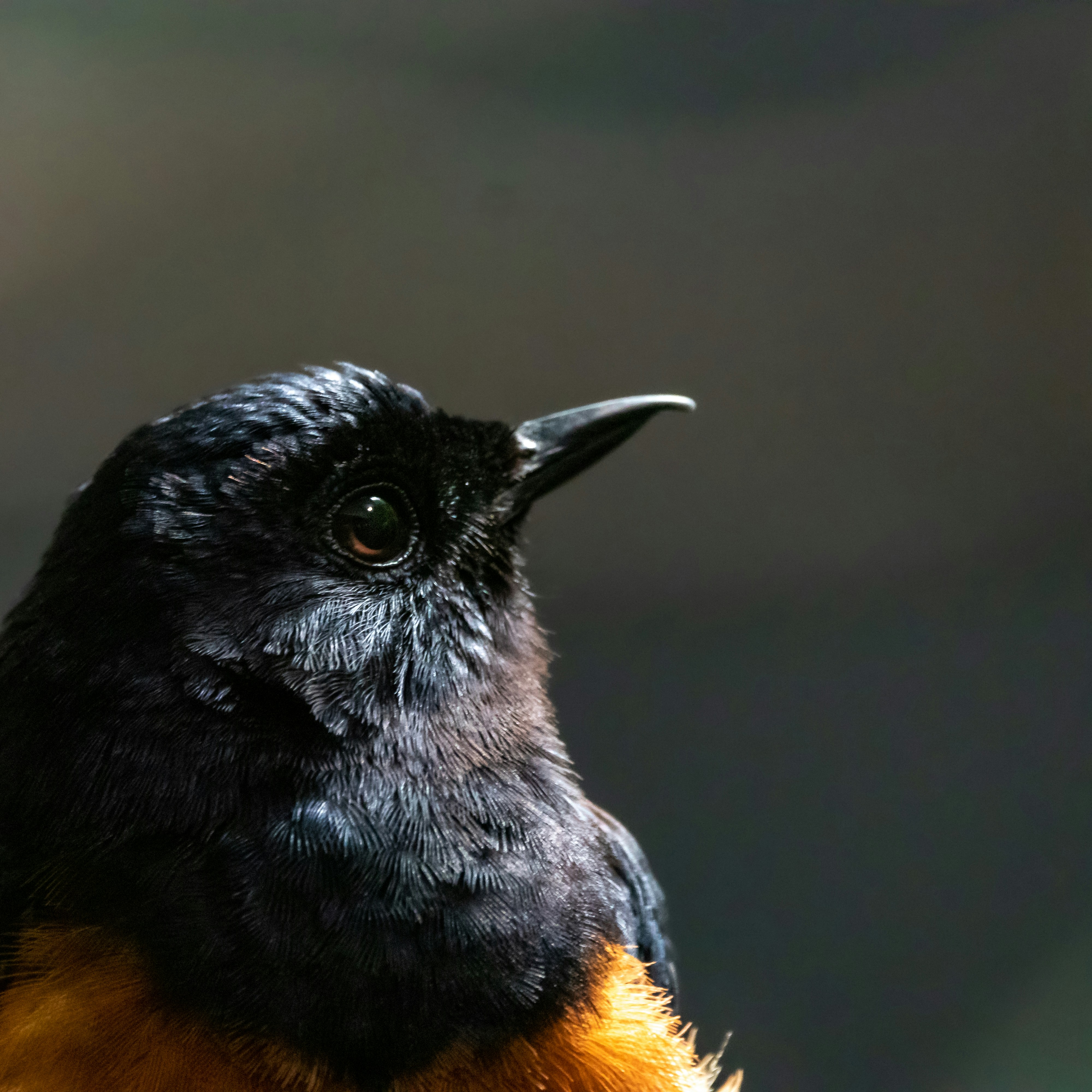 Photo by Matthieu Rochette with Canon EOS 77D