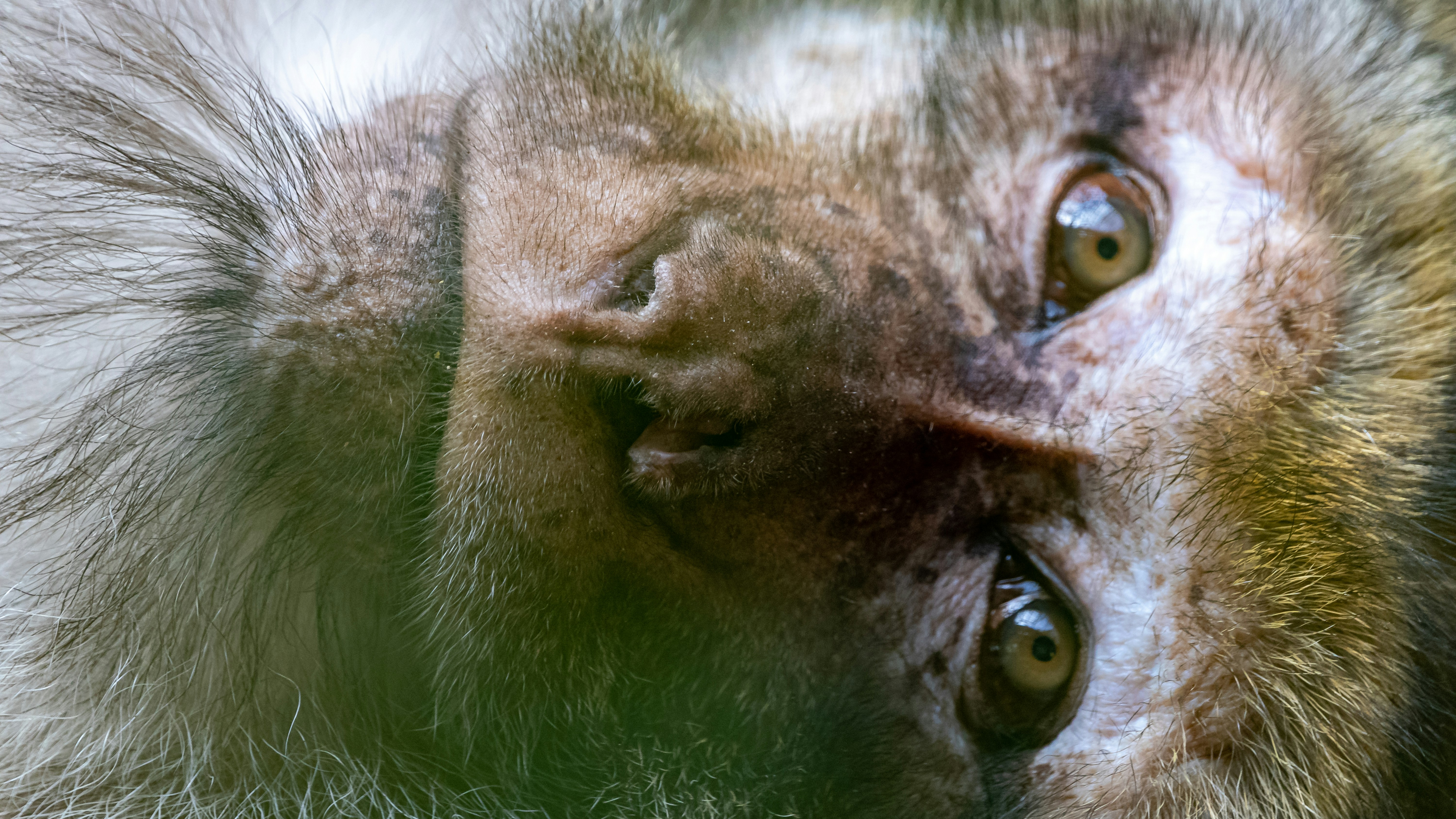 Un gros plan du visage d’un singe avec un arrière-plan flou photo ...