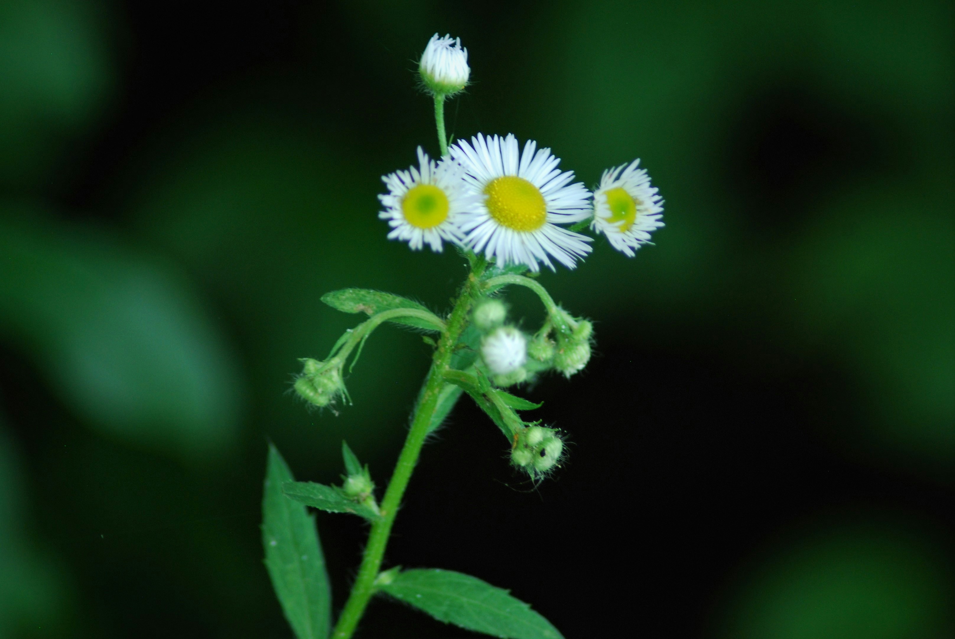 Whispering Daisies: A Macro Study of White Blossoms on a Green Stem