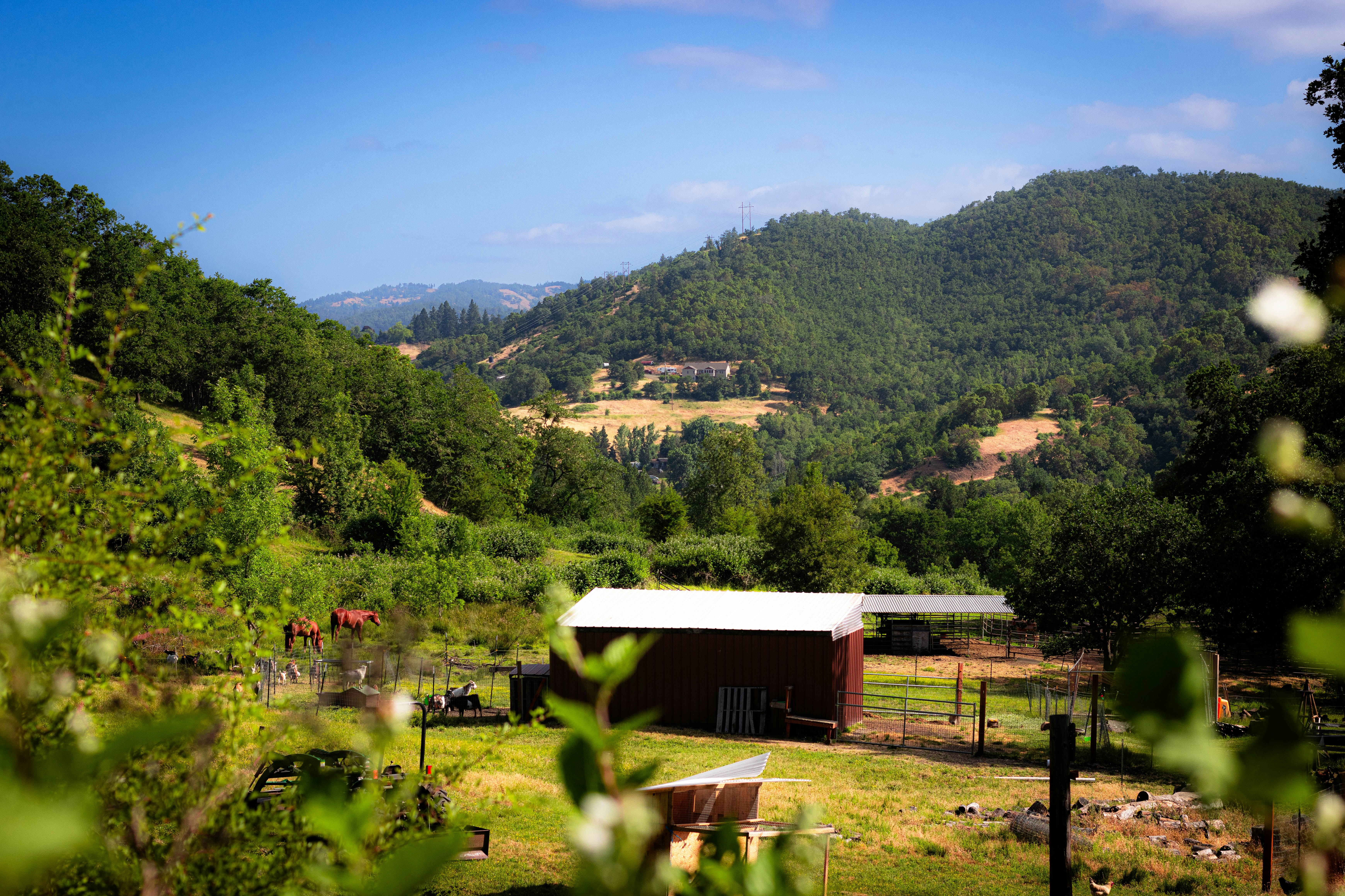 A barn in the middle of a lush green forest photo – Free Farm Image on ...
