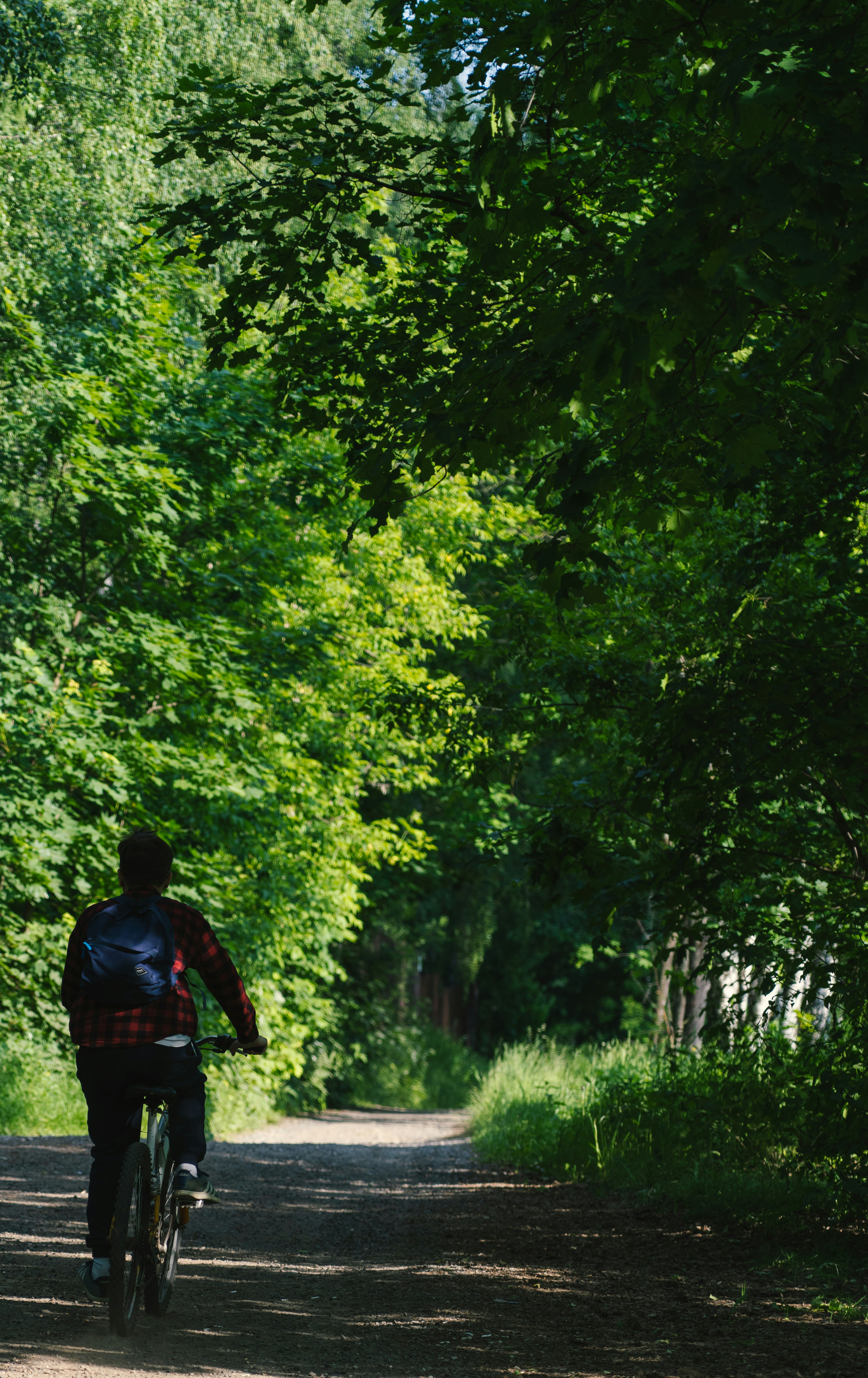 Dappled Green Corridor: A Lone Cyclist Tracing a Sunlit Forest Path