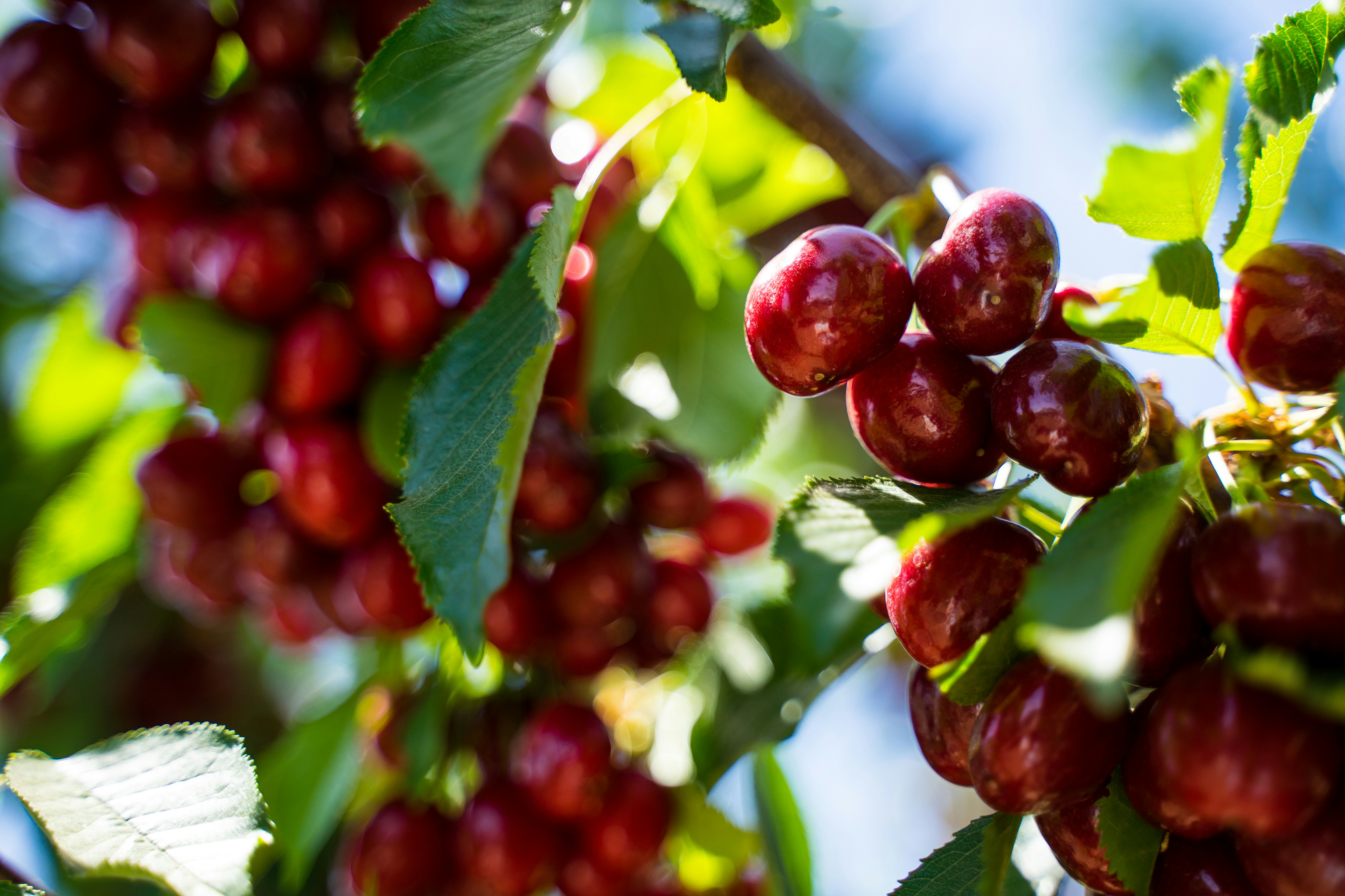 Clusters of ripe cherries hanging from branches with vibrant green leaves under sunlight.