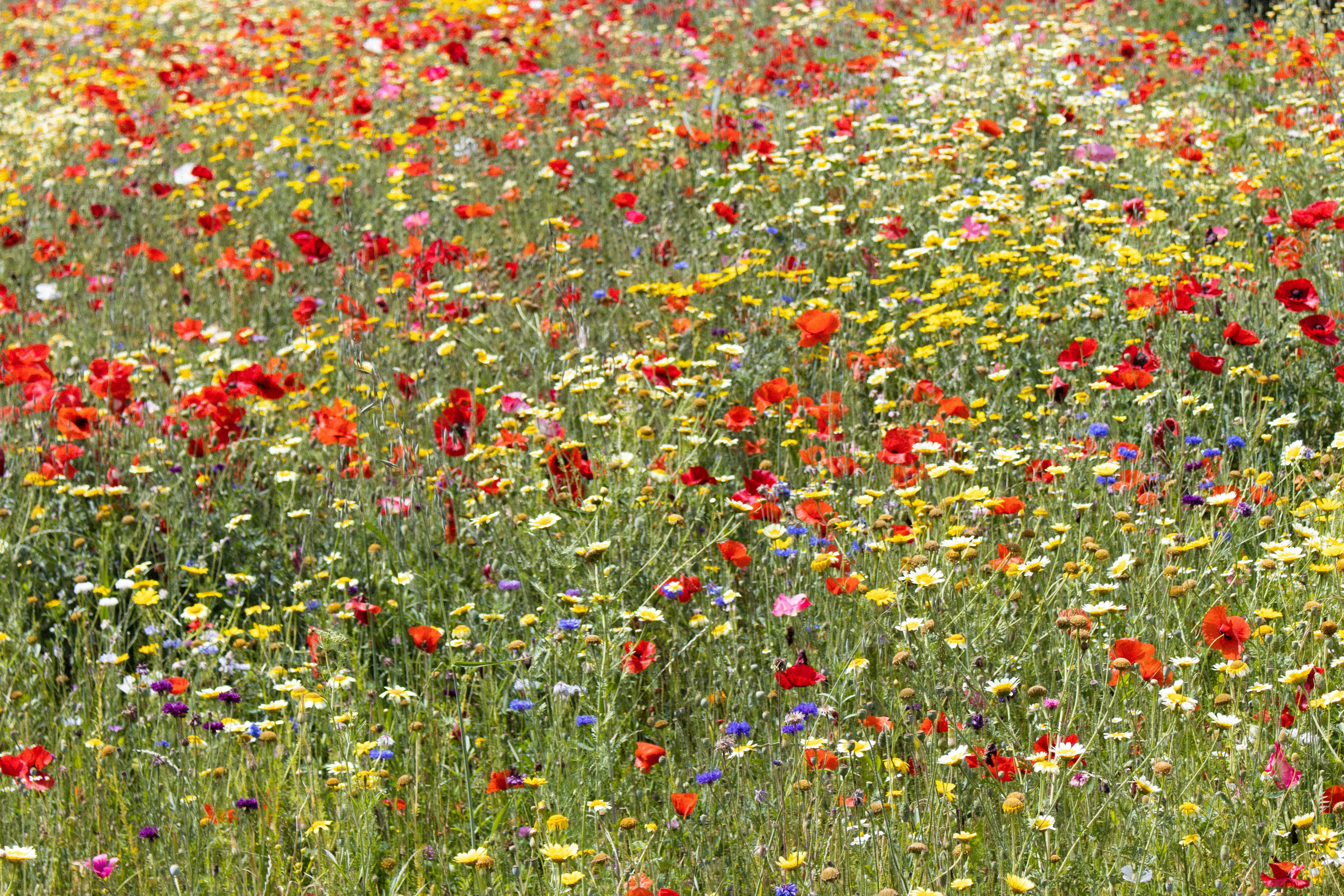 A field of wildflowers and other wild flowers photo – Free Milano Image ...