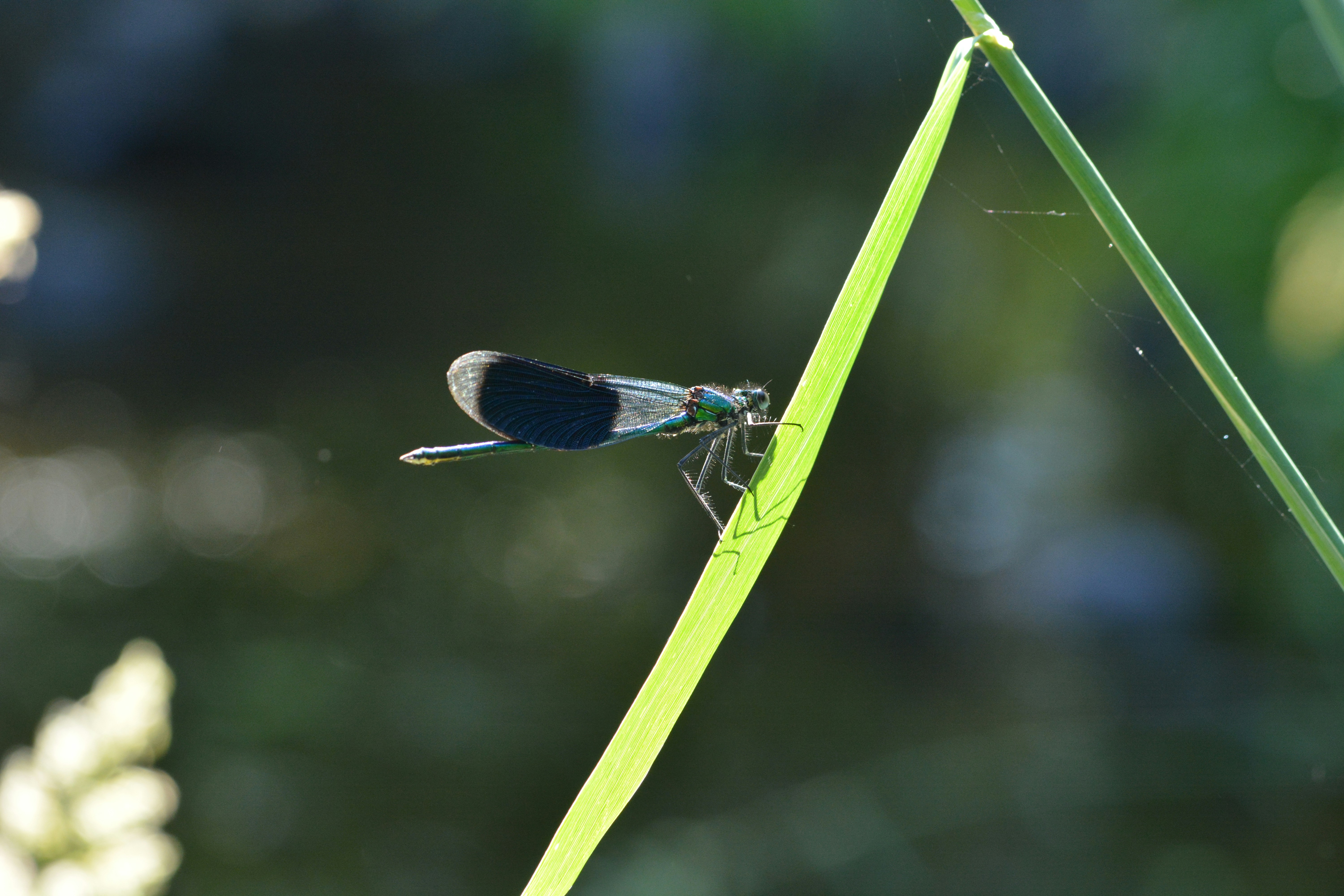 Emerald Damselfly on a Slender Grass Blade by a Quiet Pond