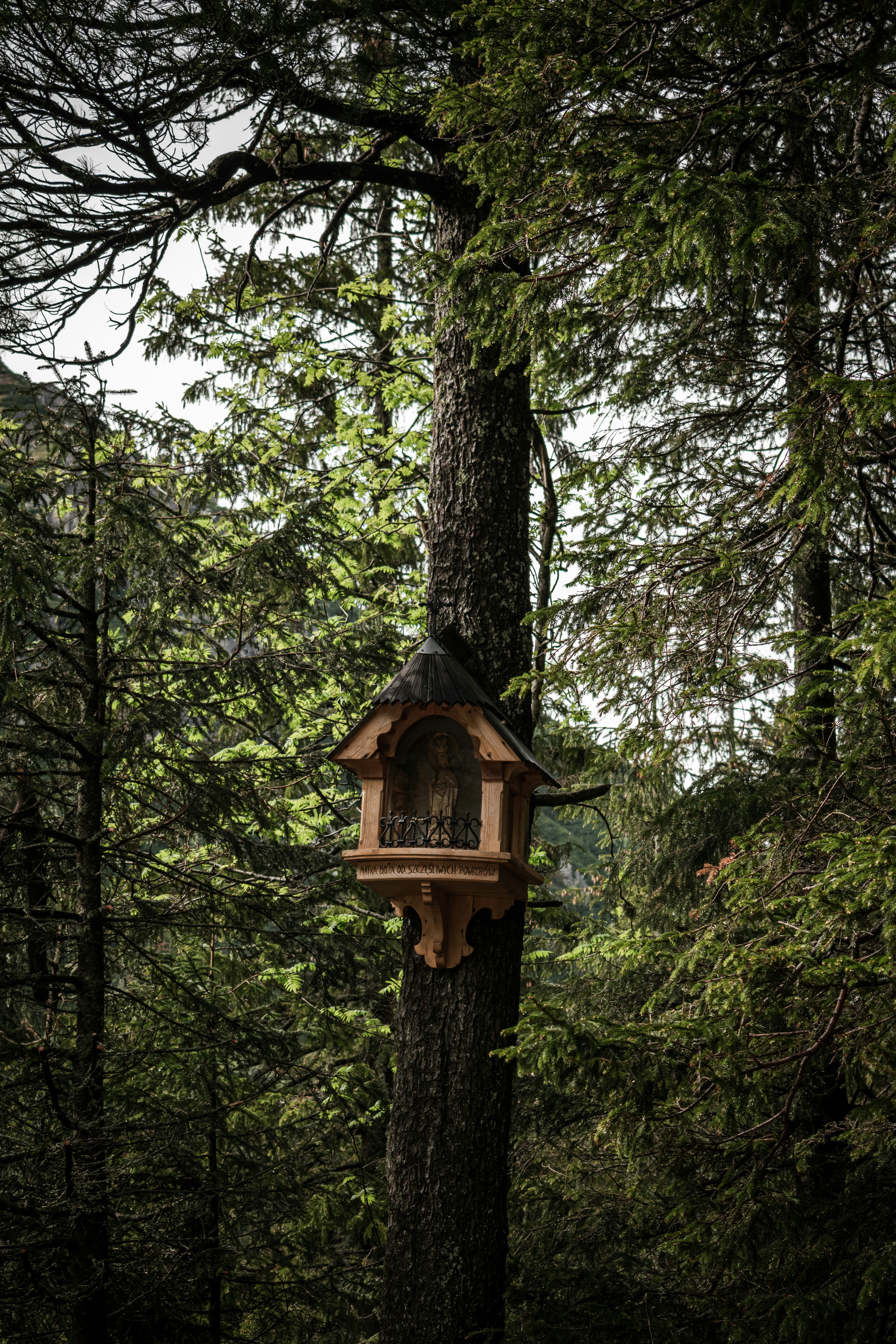 Sentinel on Cedar: a carved birdhouse clinging to a towering trunk in a pine forest