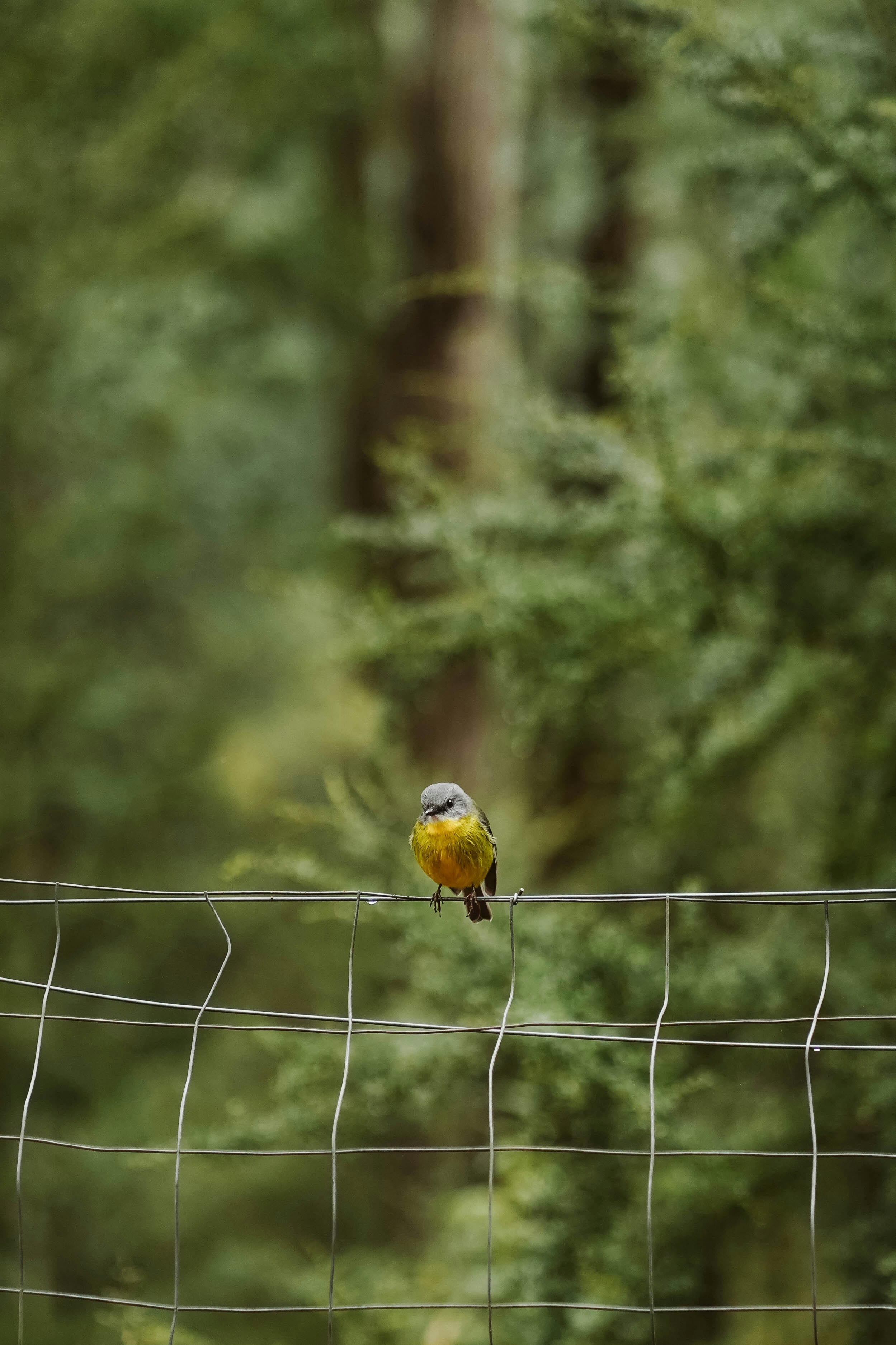Gold-bellied Warbler on a Wire Amid Evergreen Veil