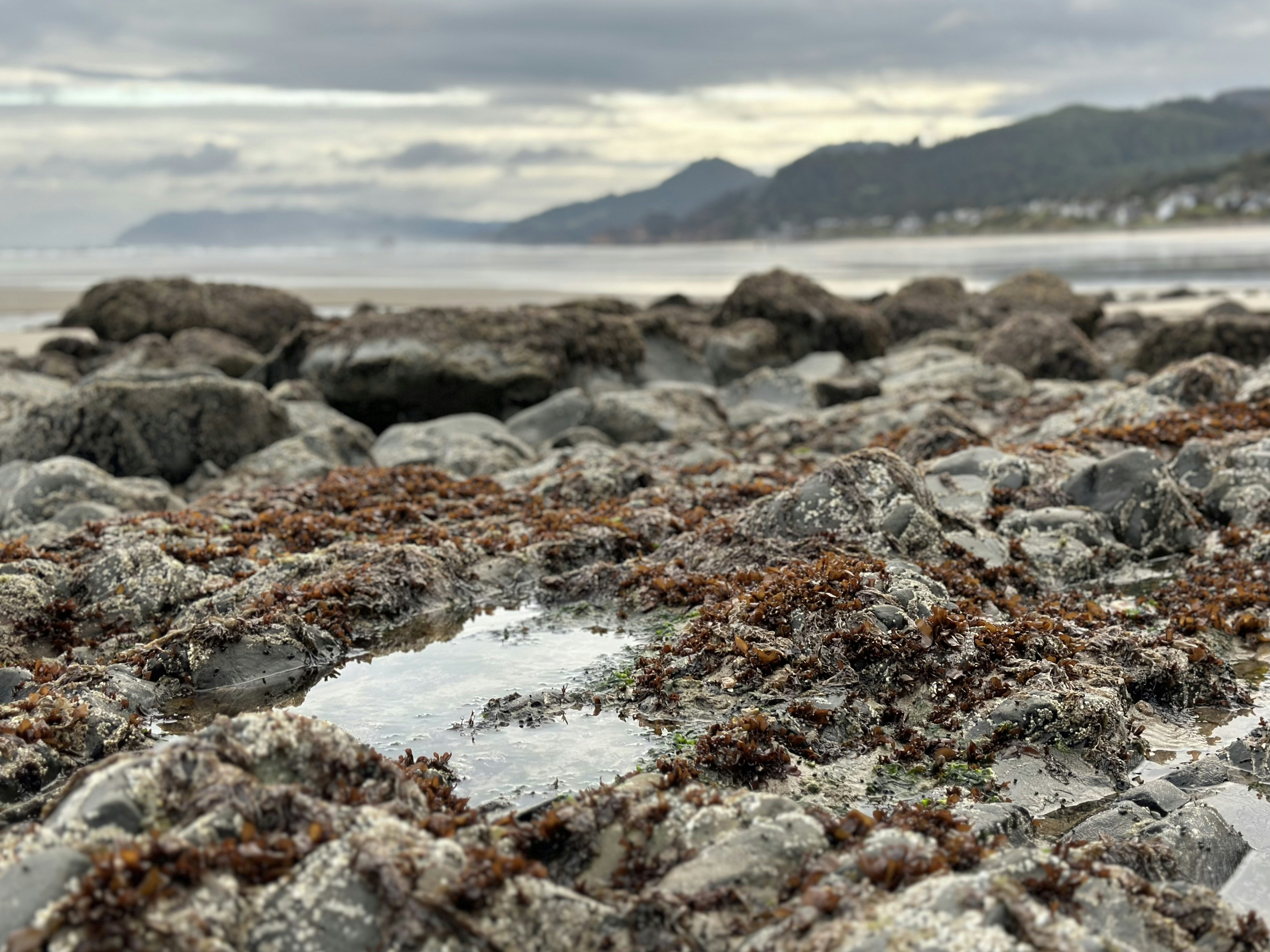 Tide-pool mosaic: seaweed and stones beneath a brooding shoreline