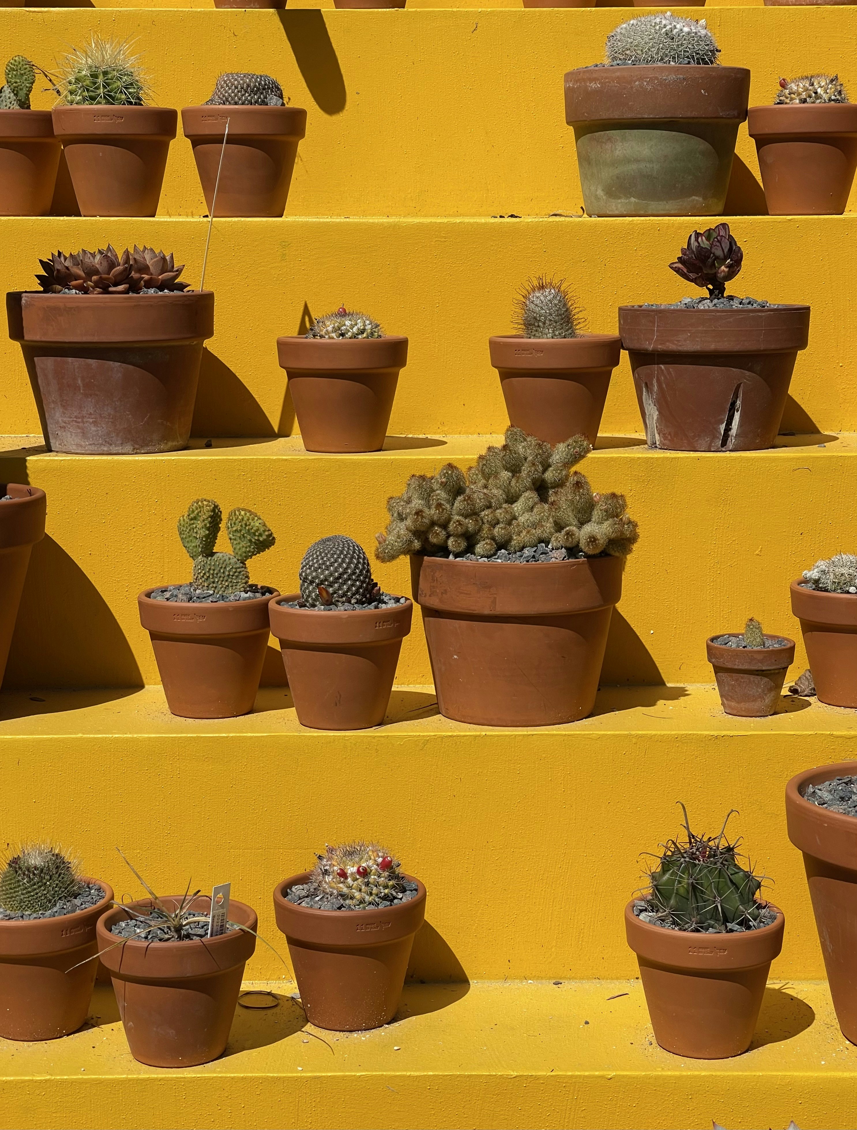 Sunlit Terracotta Staircase: A Cascade of Cacti on Golden Steps