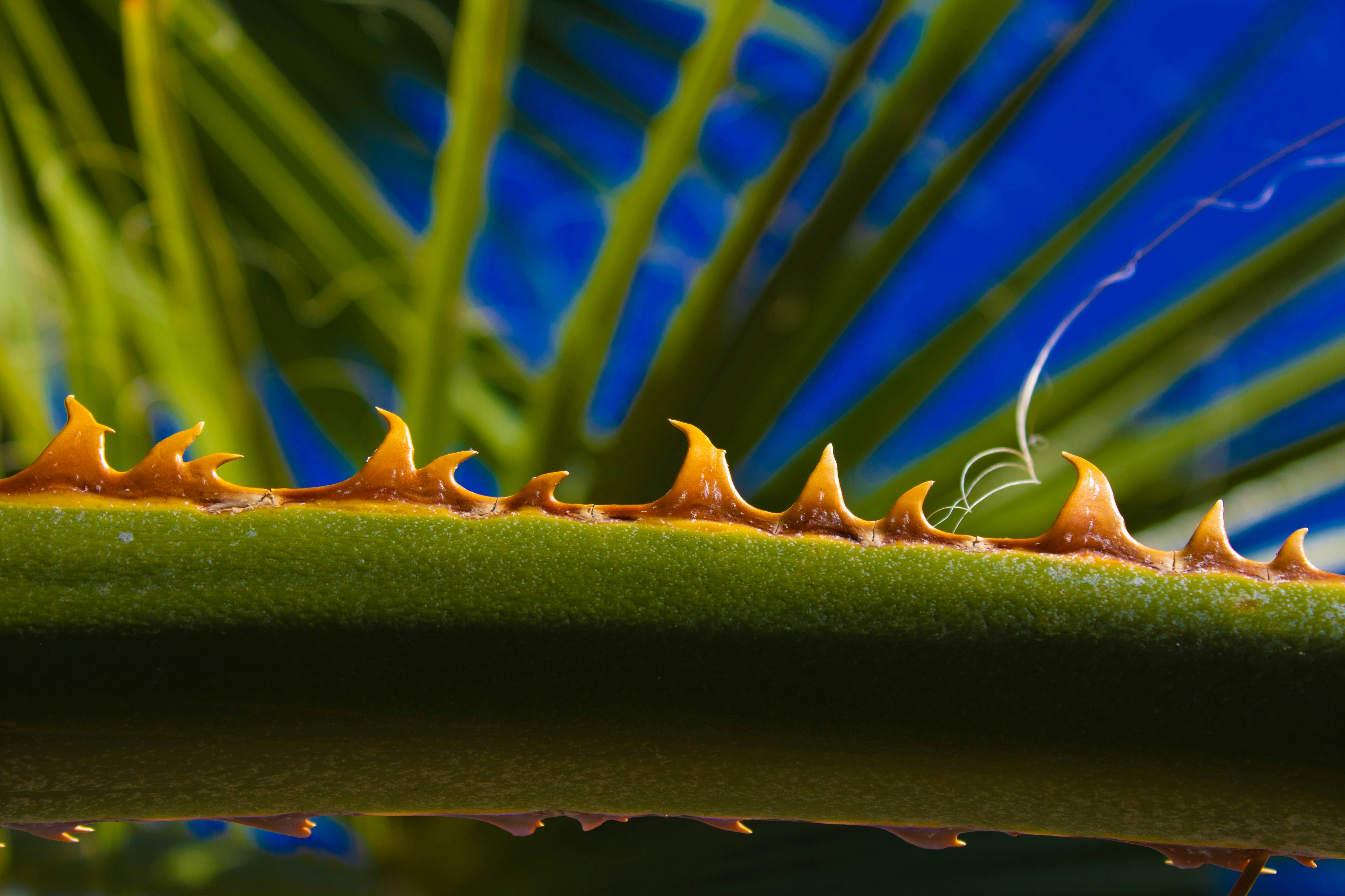 Orange-Tipped Spines Line a Green Stem Beneath a Clear Blue Sky