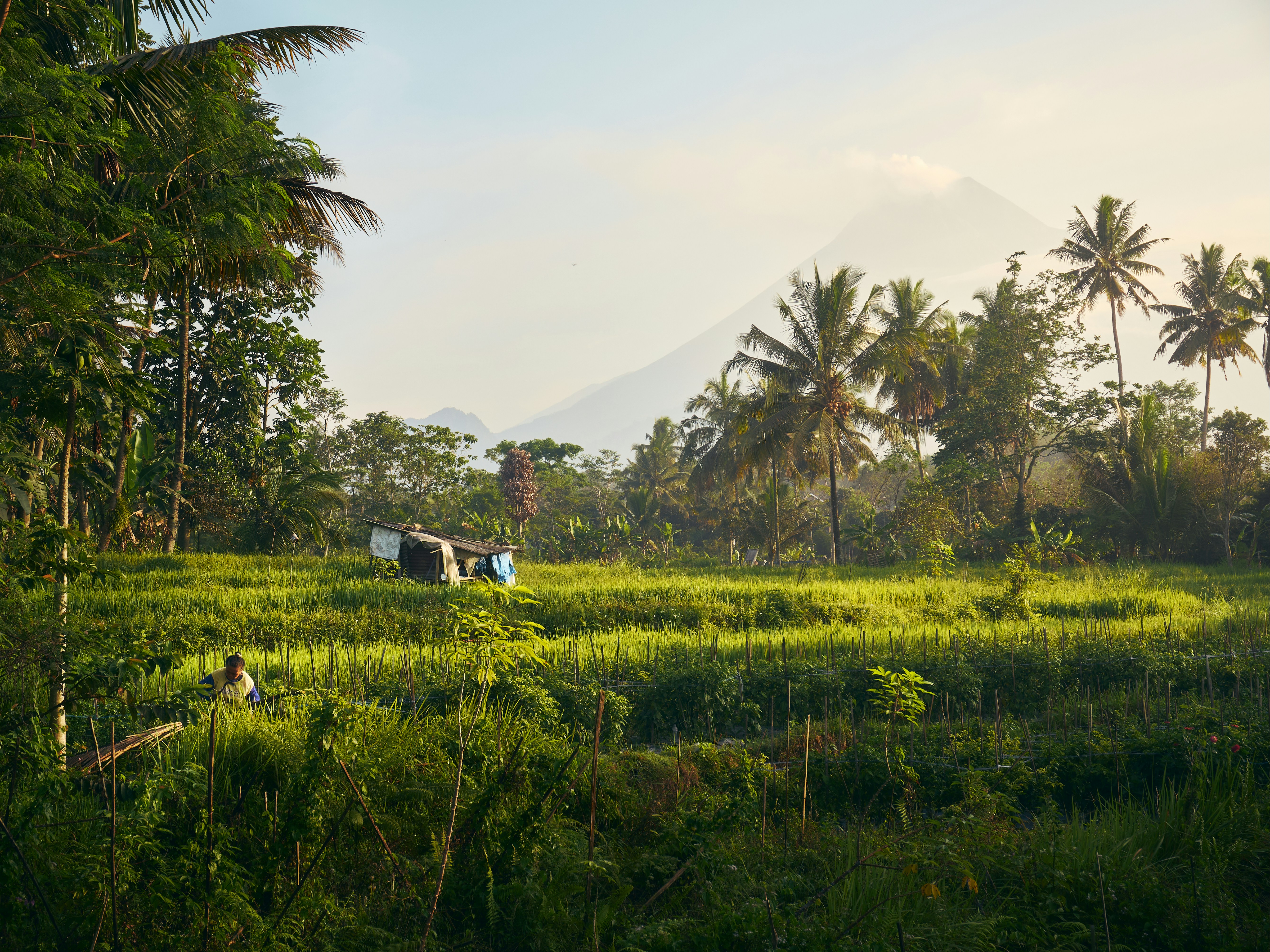 Lush green rice fields with a farmer tending to crops, framed by palm trees and a distant volcano under a soft morning light.