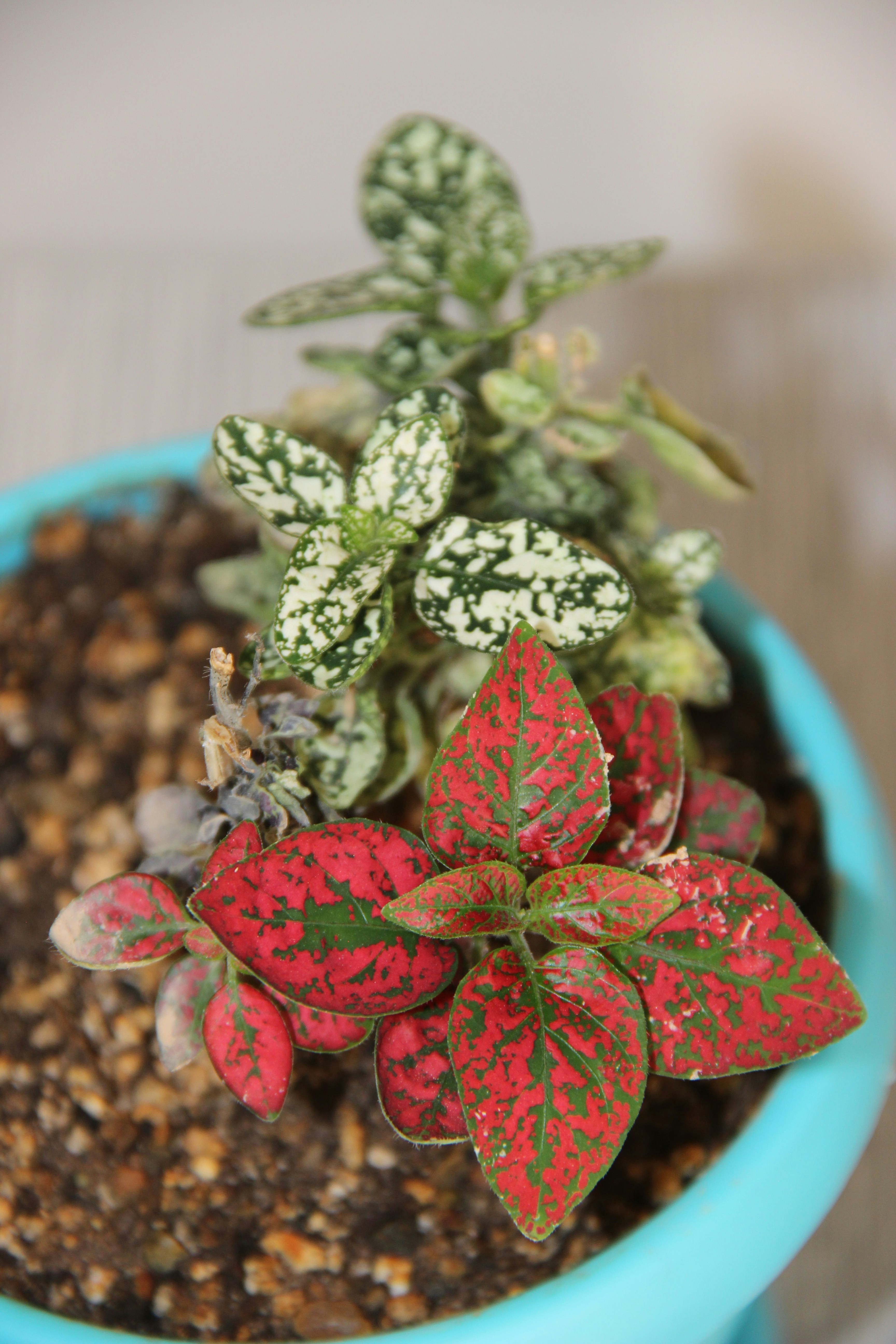 A small green and red plant in a blue pot photo – Free Plant Image on ...