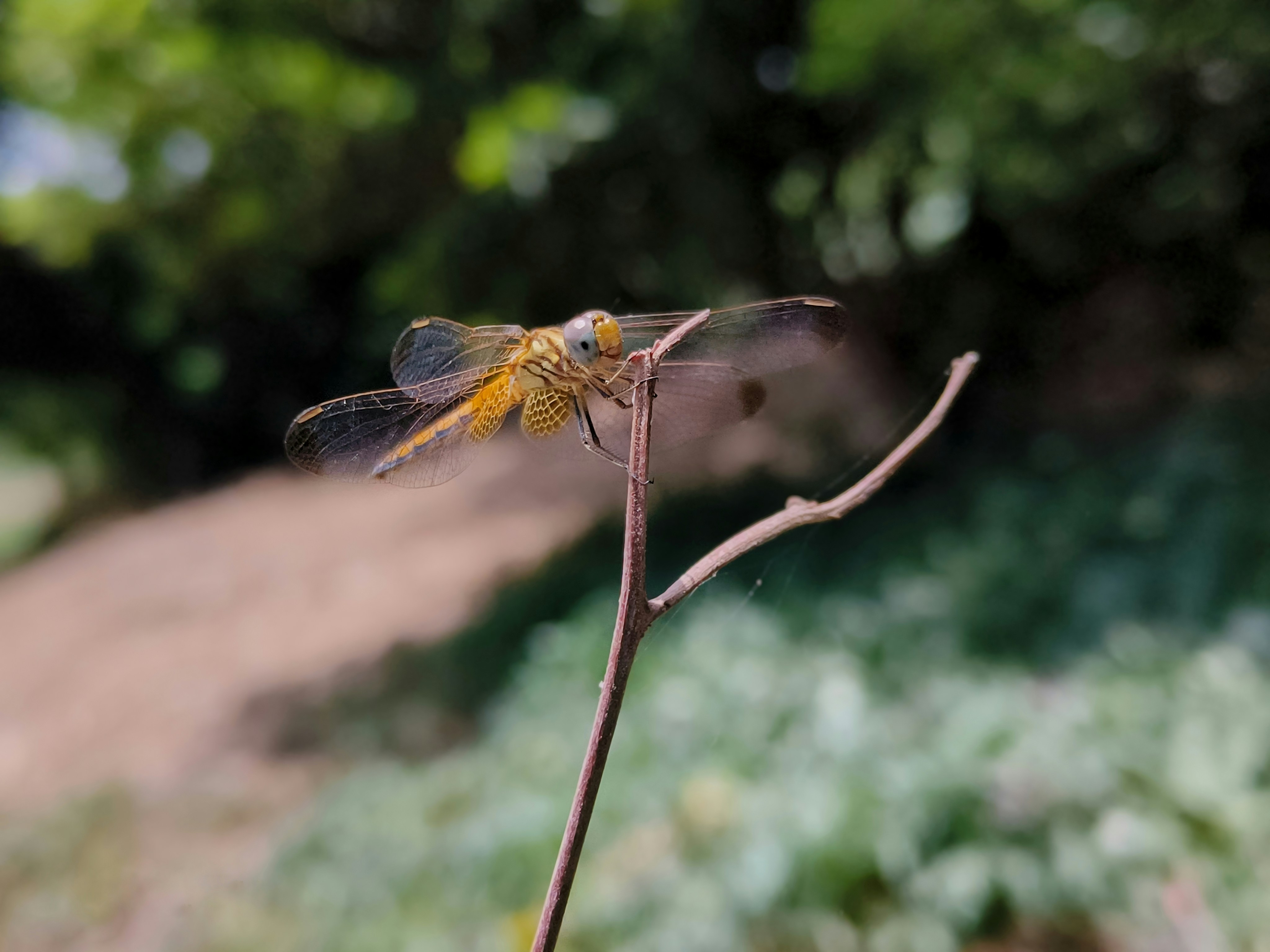 Close-up of a golden amber dragonfly perched on a thin twig, blurred garden background with green foliage and dirt path.