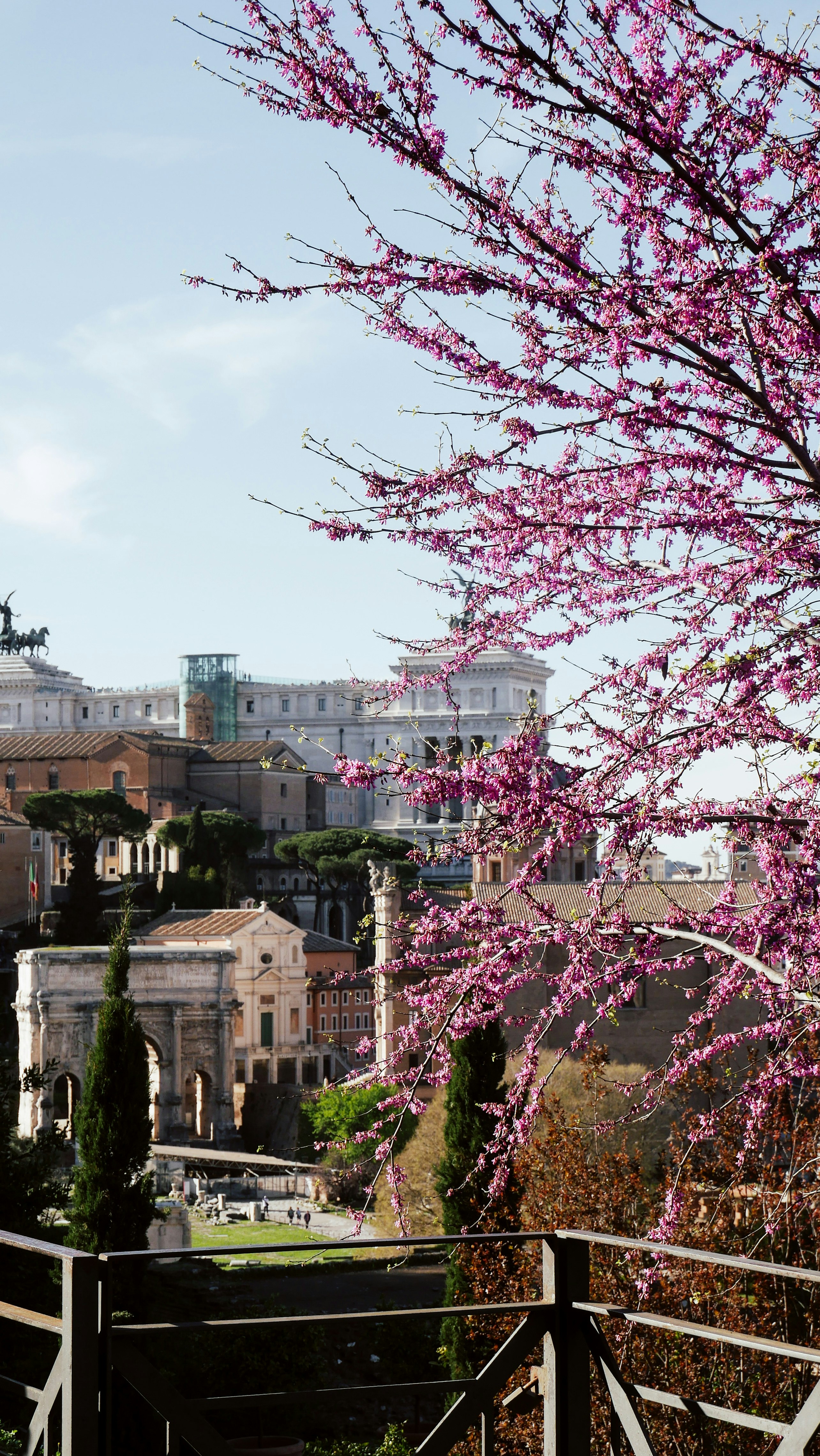 Pink Blossoms Framing a Sunlit Classical Cityscape