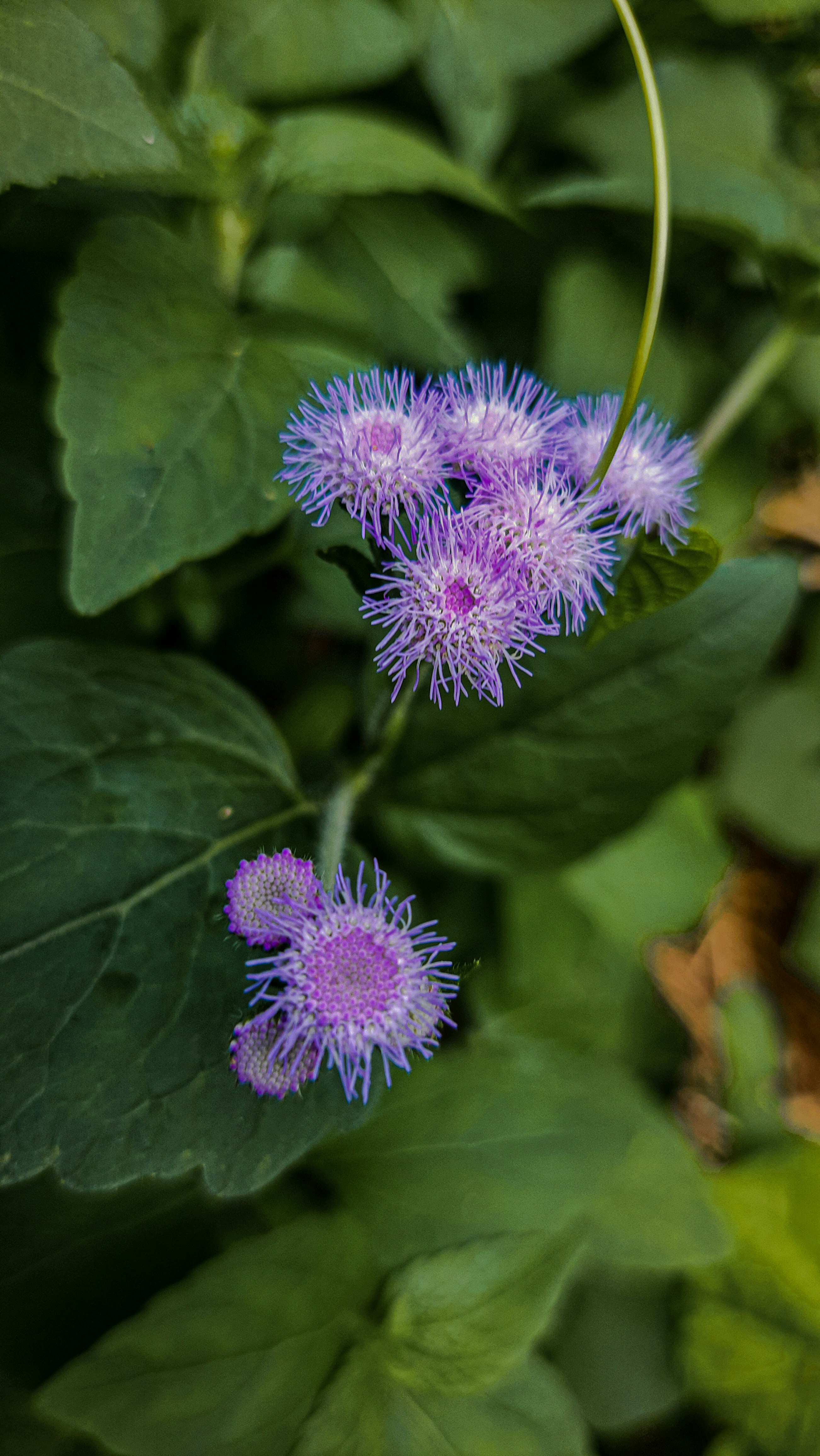 Vibrant purple flowers emerge from lush green foliage, showcasing intricate details and textures. Ideal for botanical studies.