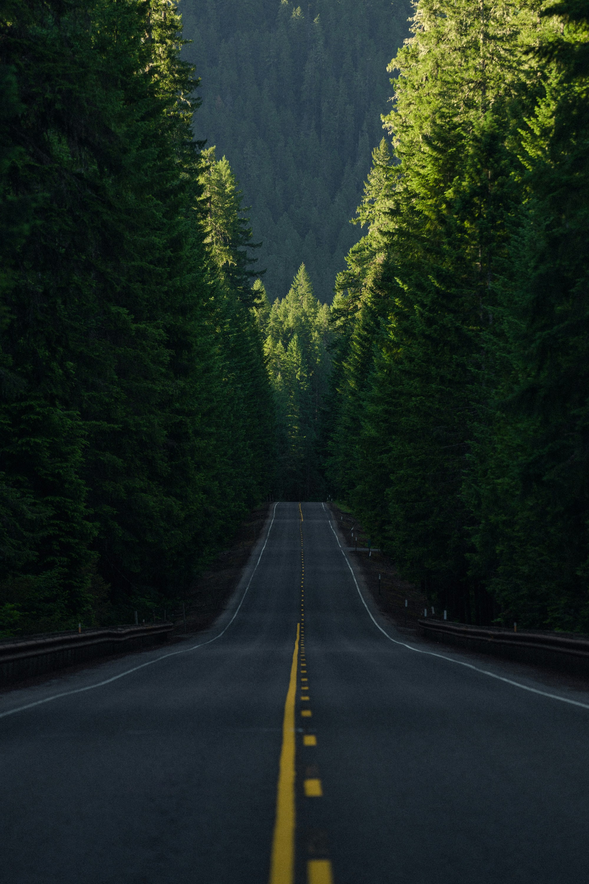 Long road flanked by towering evergreen trees in a dense forest under soft light.